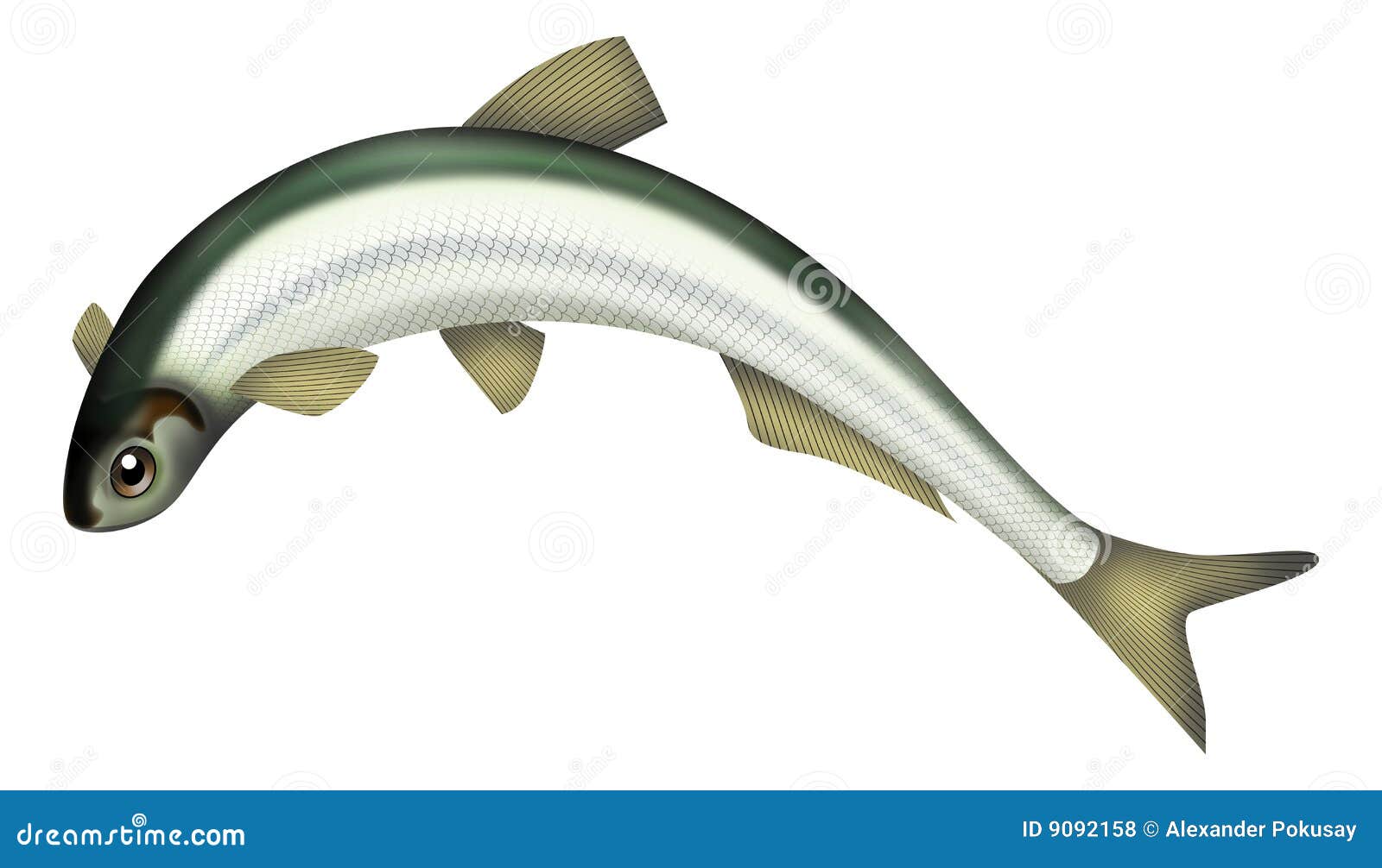 Acciuga illustrazione di stock. Illustrazione di acqua - 9092158