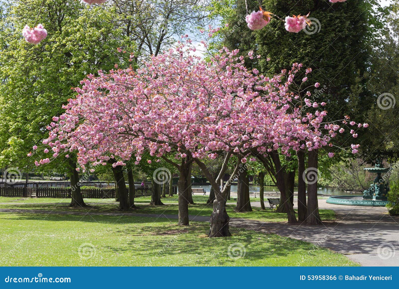 Accolade Cherry Tree stock photo. Image of fresh, ornamental - 53958366