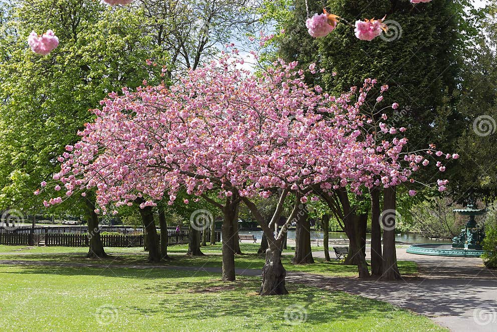 Accolade Cherry Tree stock photo. Image of fresh, ornamental - 53958366