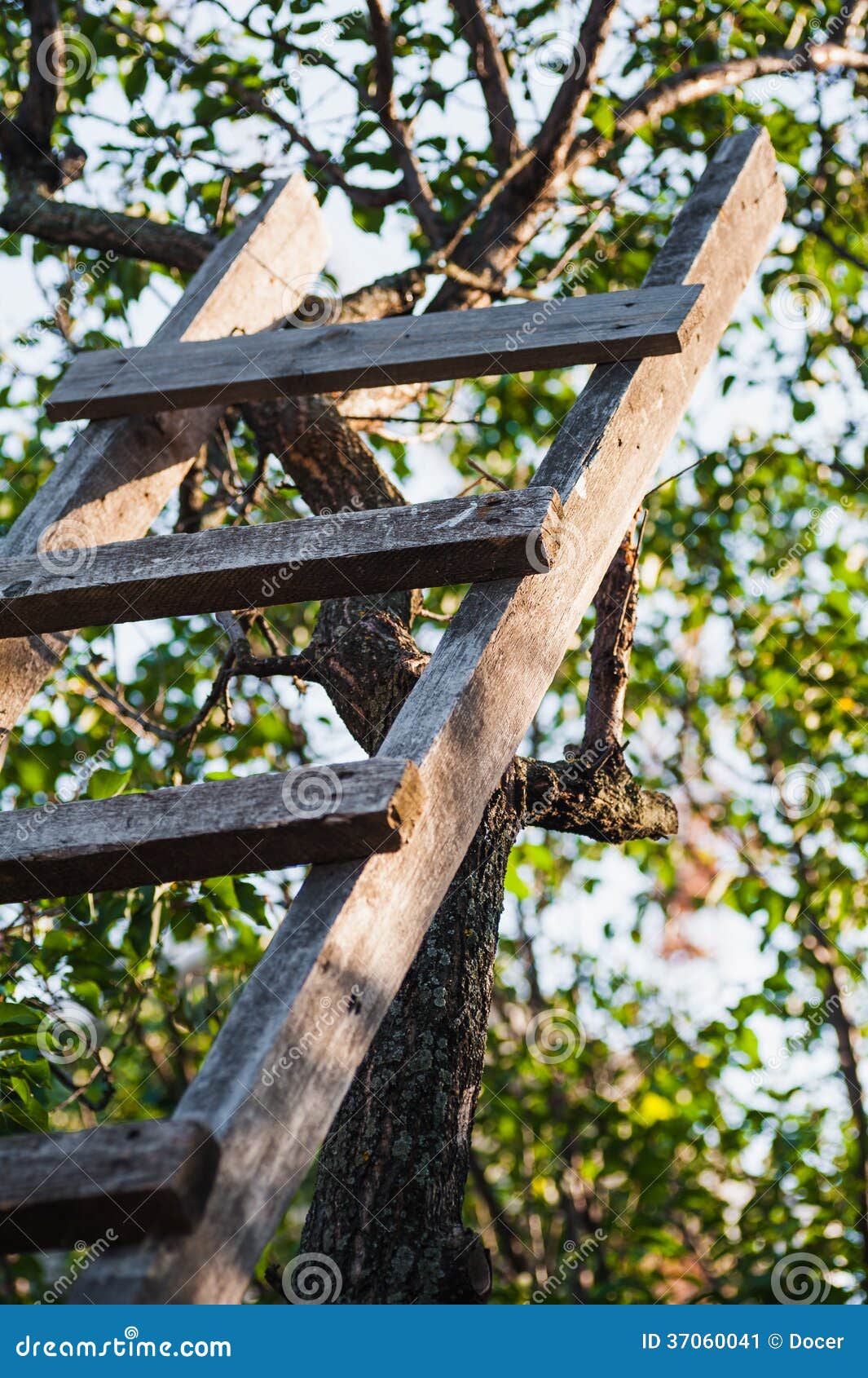 Accommodation Ladder To Fruit Tree in Green Garden Stock Image - Image ...