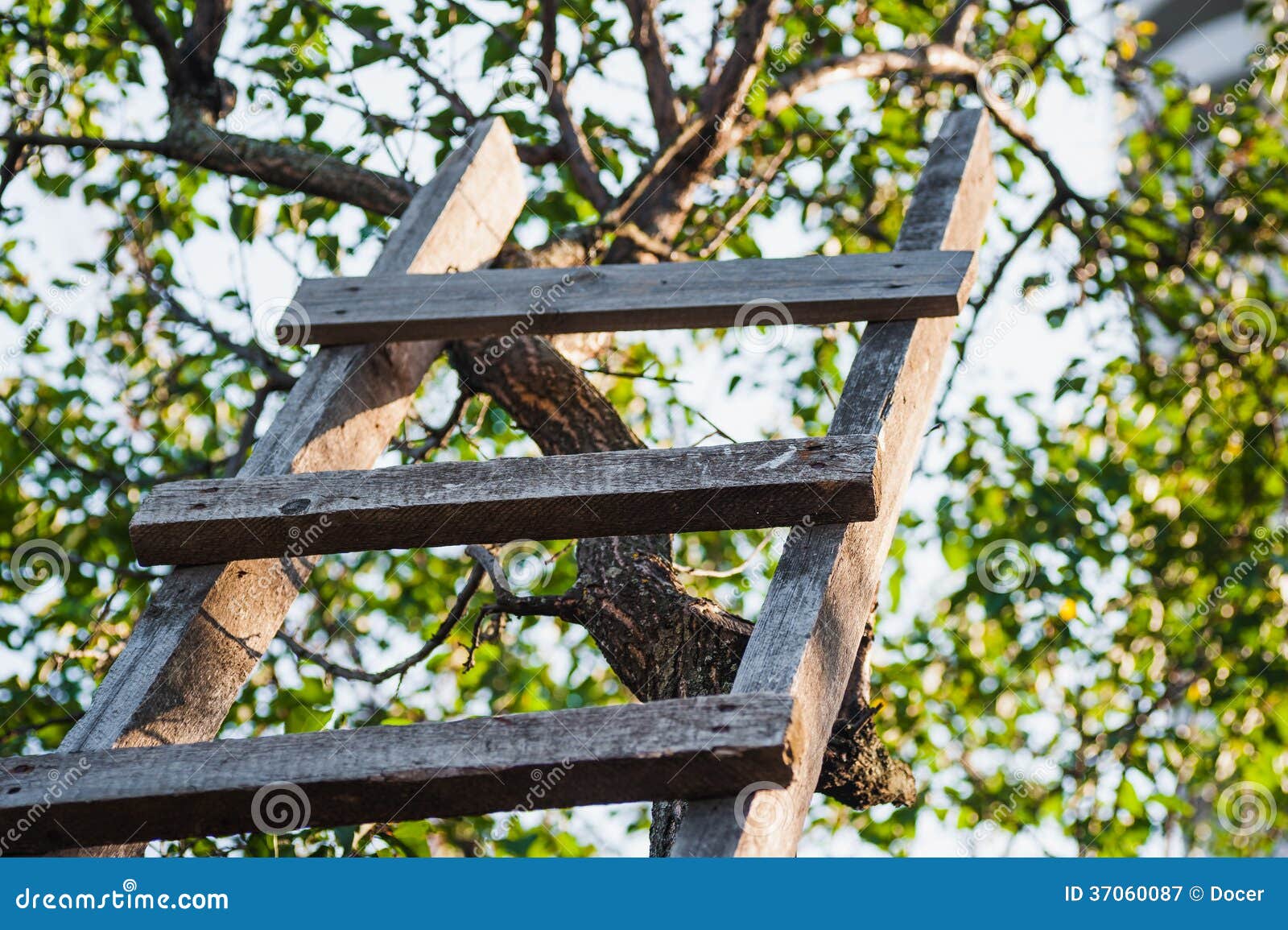 Accommodation Ladder To Fruit Tree in Green Garden Stock Image - Image ...