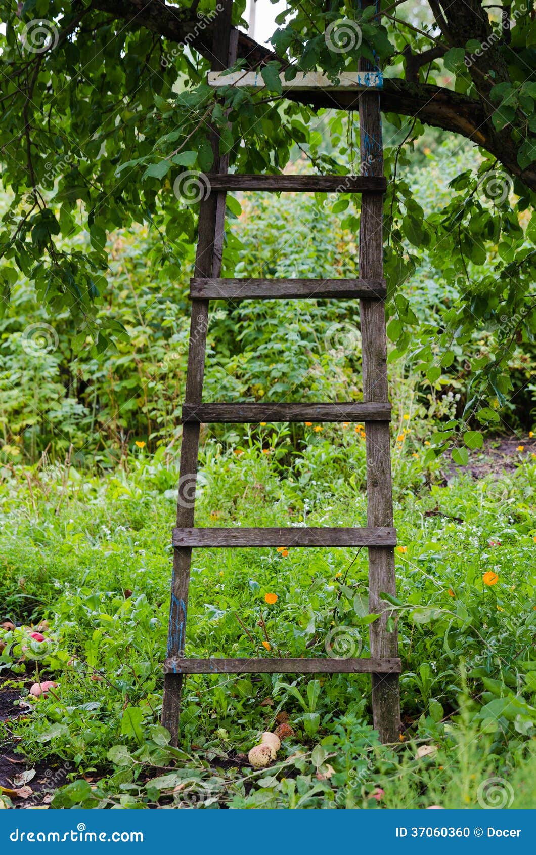 Accommodation Ladder To Fruit Tree in Green Garden Stock Photo - Image ...