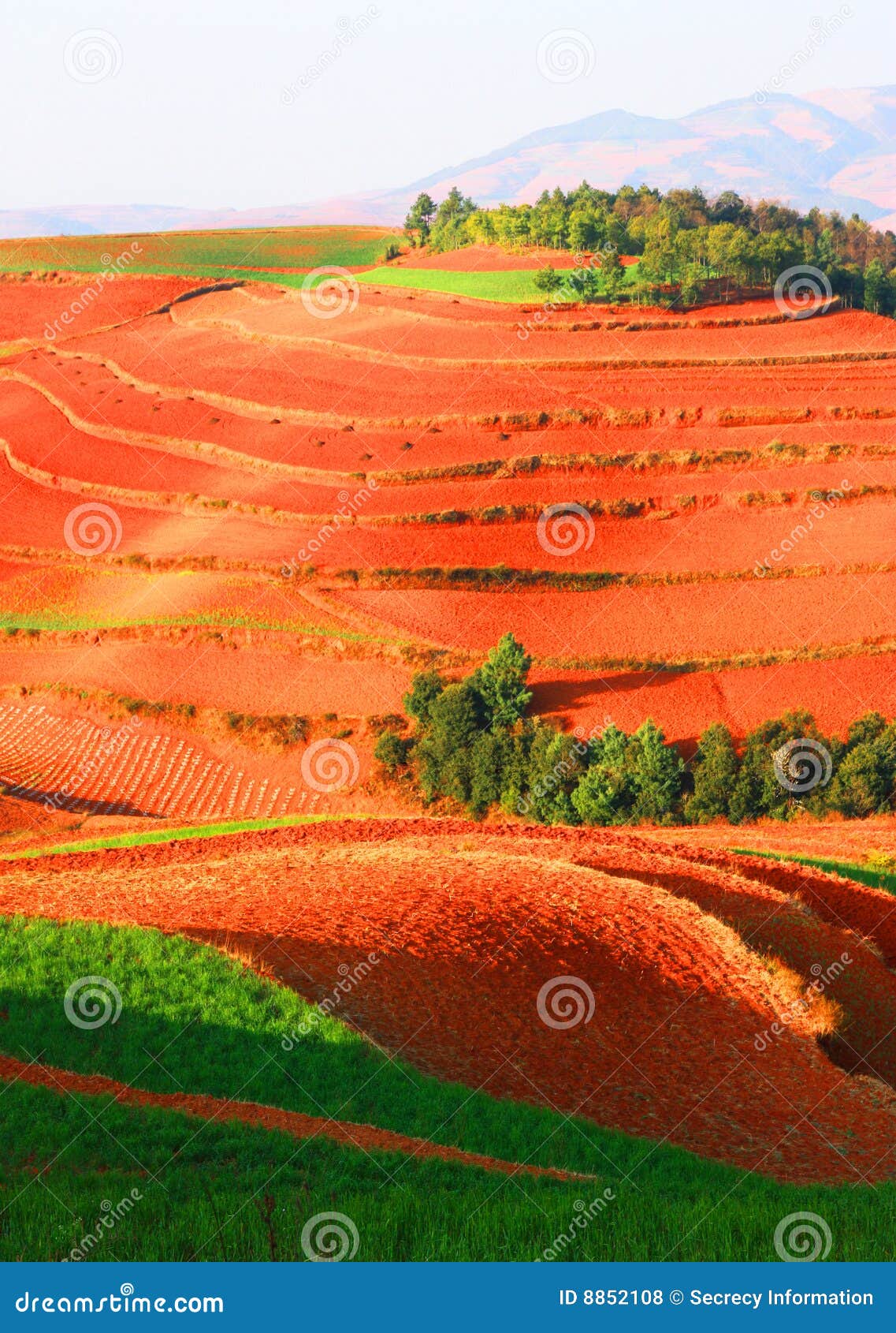 Accompanied by Red Trees Land Terraced Landscape Stock Photo - Image of ...