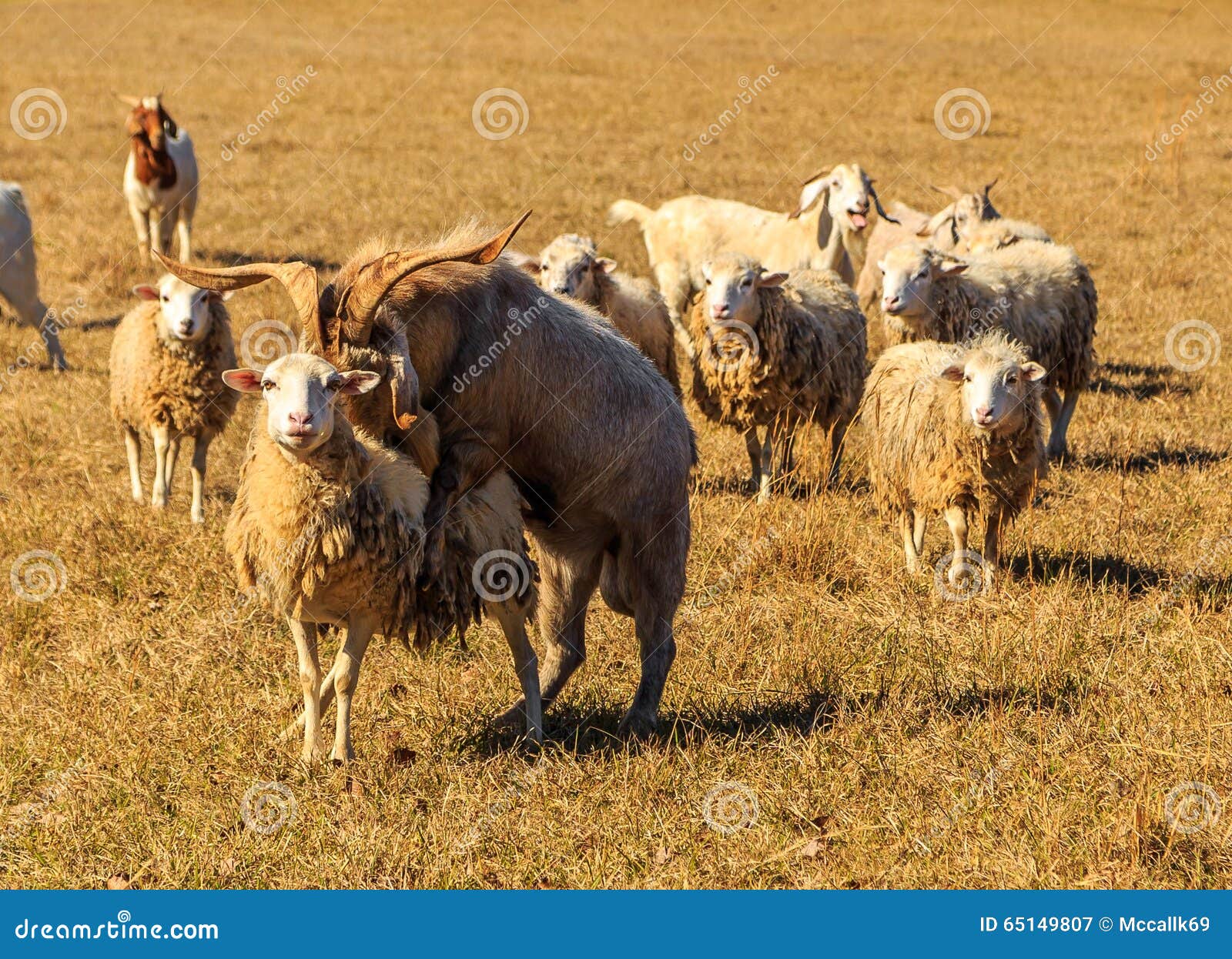 Accoppiamento Della Capra E Delle Pecore Immagine Stock - Immagine di ...
