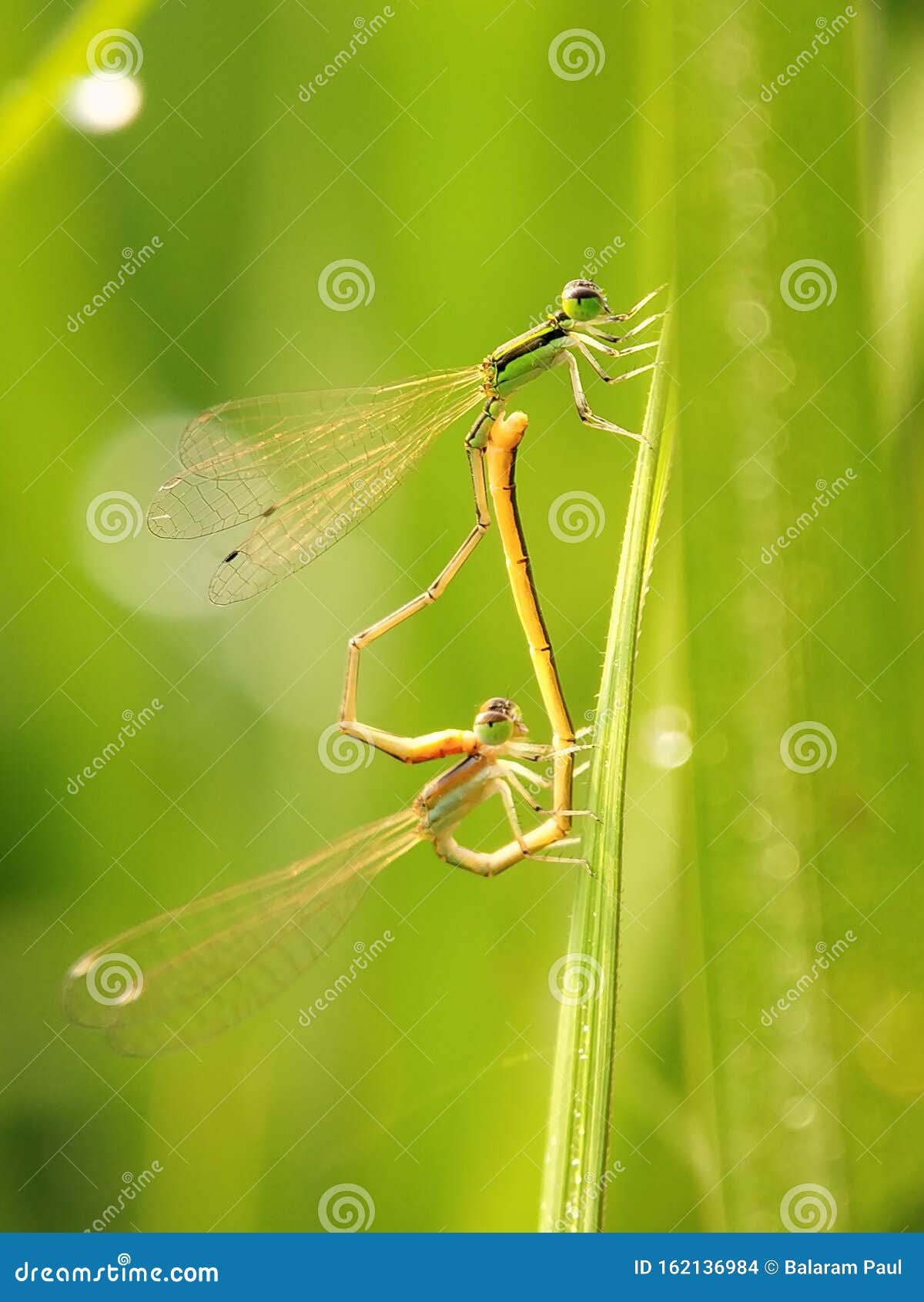 Accoppiamento Di Damsella Nel Risone Fotografia Stock - Immagine di ...