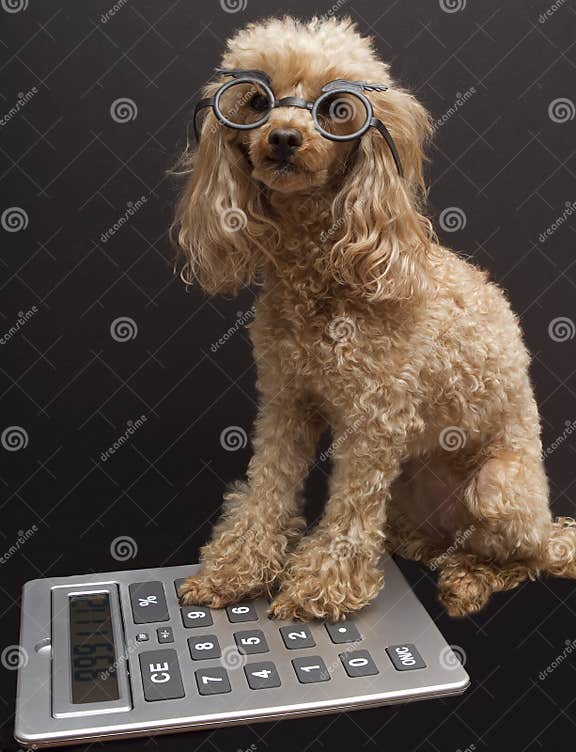 Accounting Dog stock photo. Image of money, crunching - 17507316