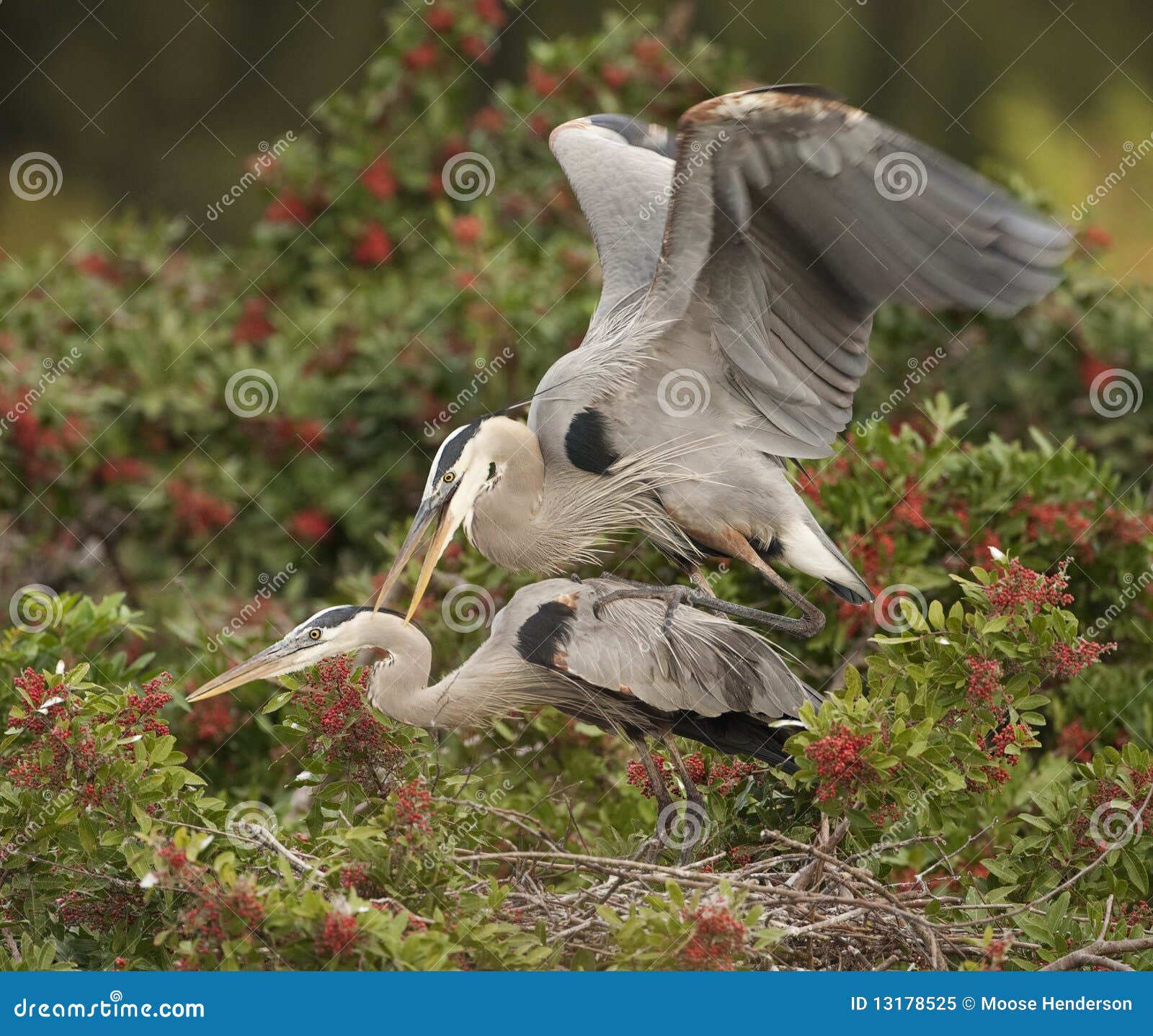 Accouplement image stock. Image du oiseau, créature, domestiqués - 13178525