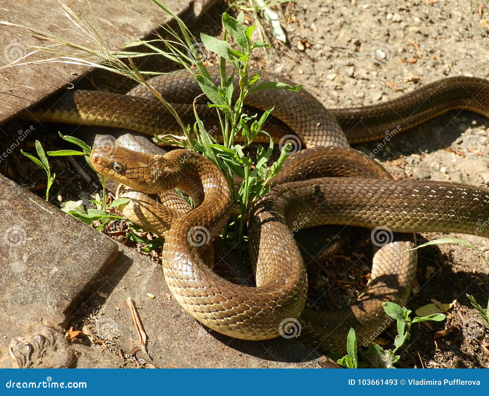 Accouplement Aesculapian De Serpents Image stock - Image du longtemps ...