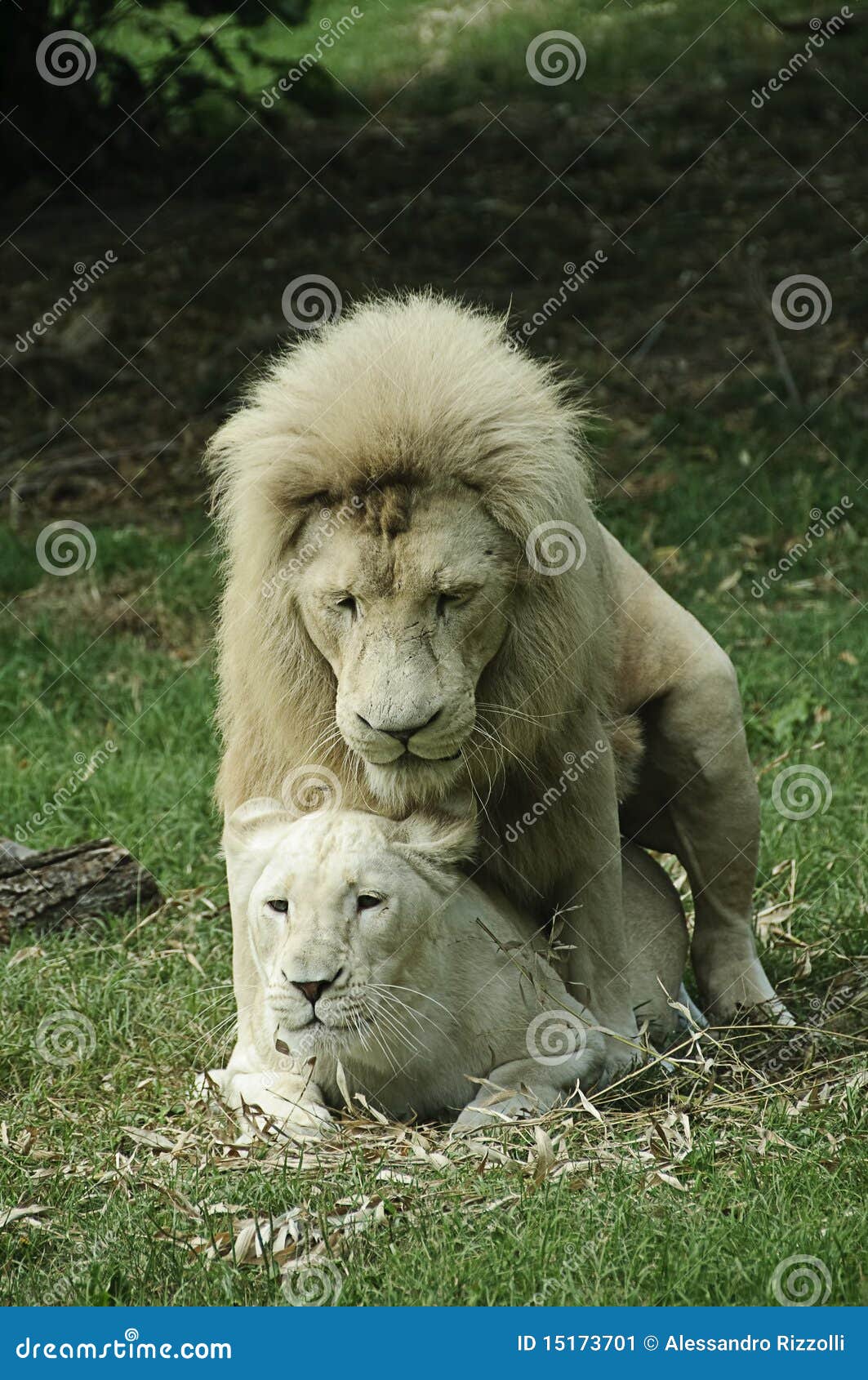 Accouplement Blanc De Lion Et De Lionne Image stock - Image du ...