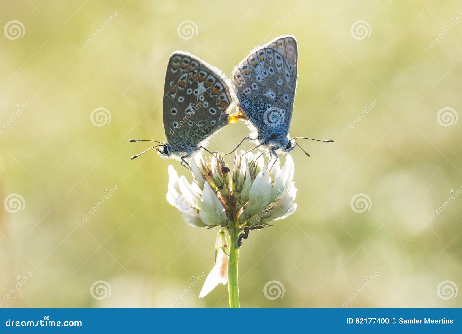 Accouplement Bleu Commun De Couples De Papillons Photo stock - Image du ...