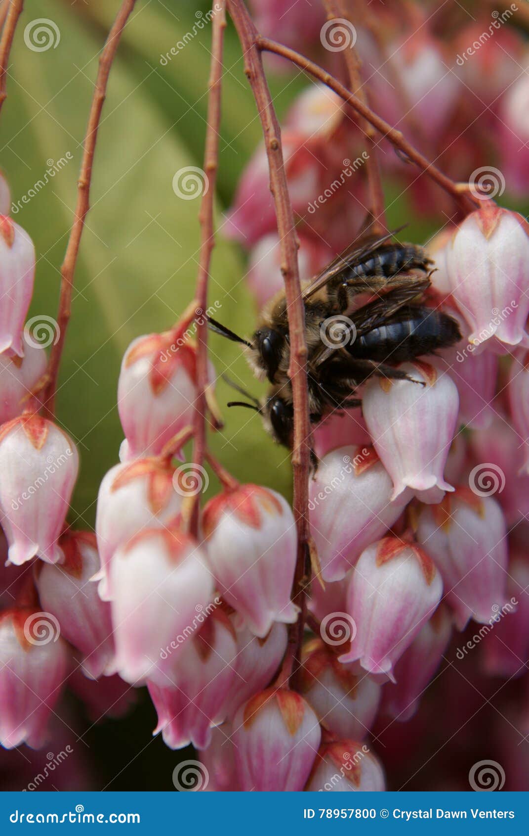 Accouplement d'abeilles photo stock. Image du accouplement - 78957800