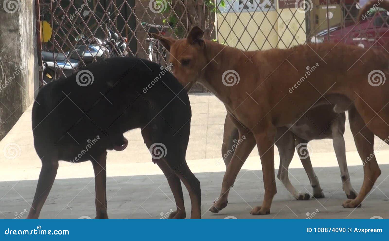 Accouplement D'animal De Chien Banque De Vidéos - Vidéo du blanc ...