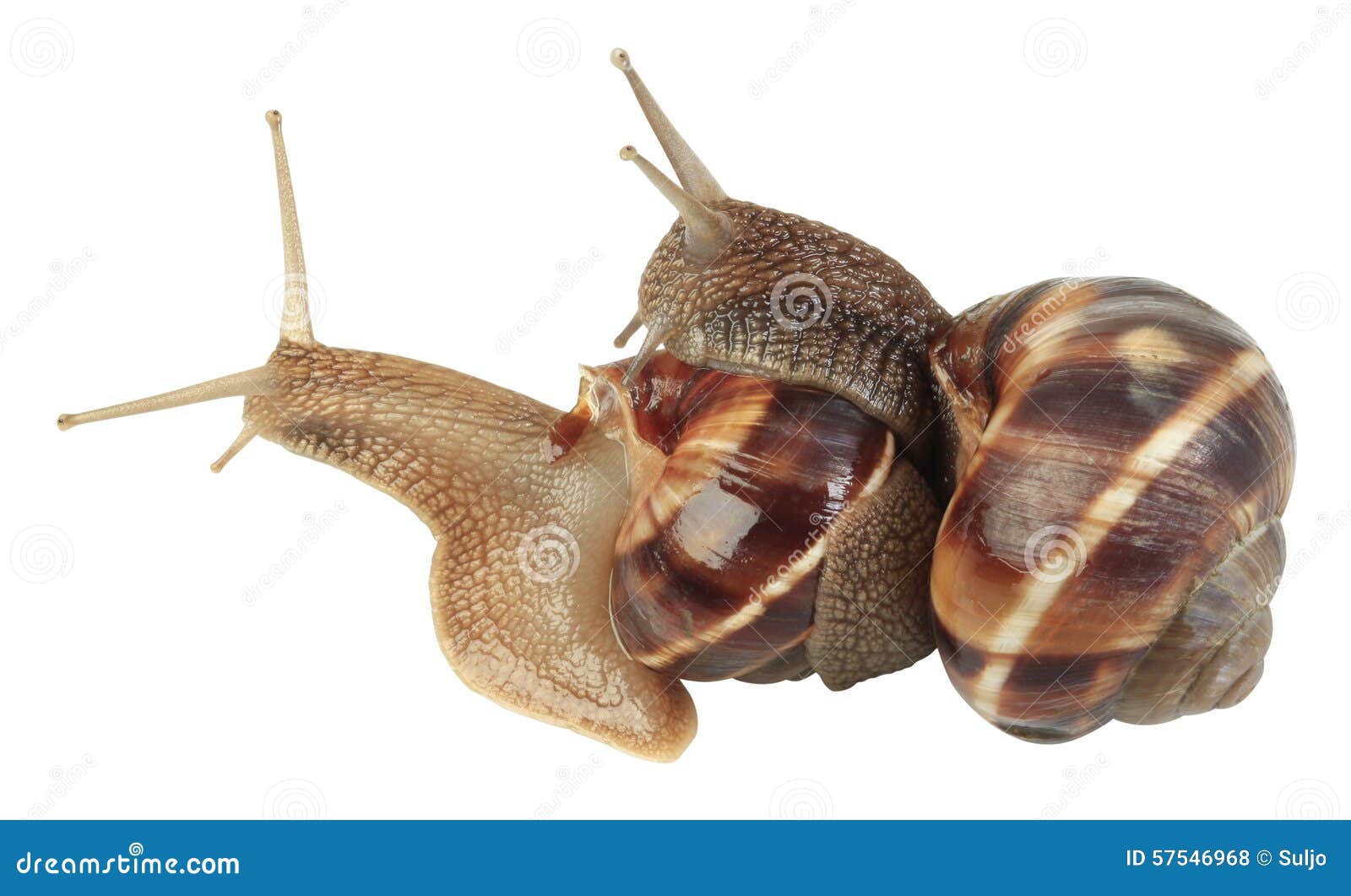 Accouplement d'escargots photo stock. Image du animal - 57546968