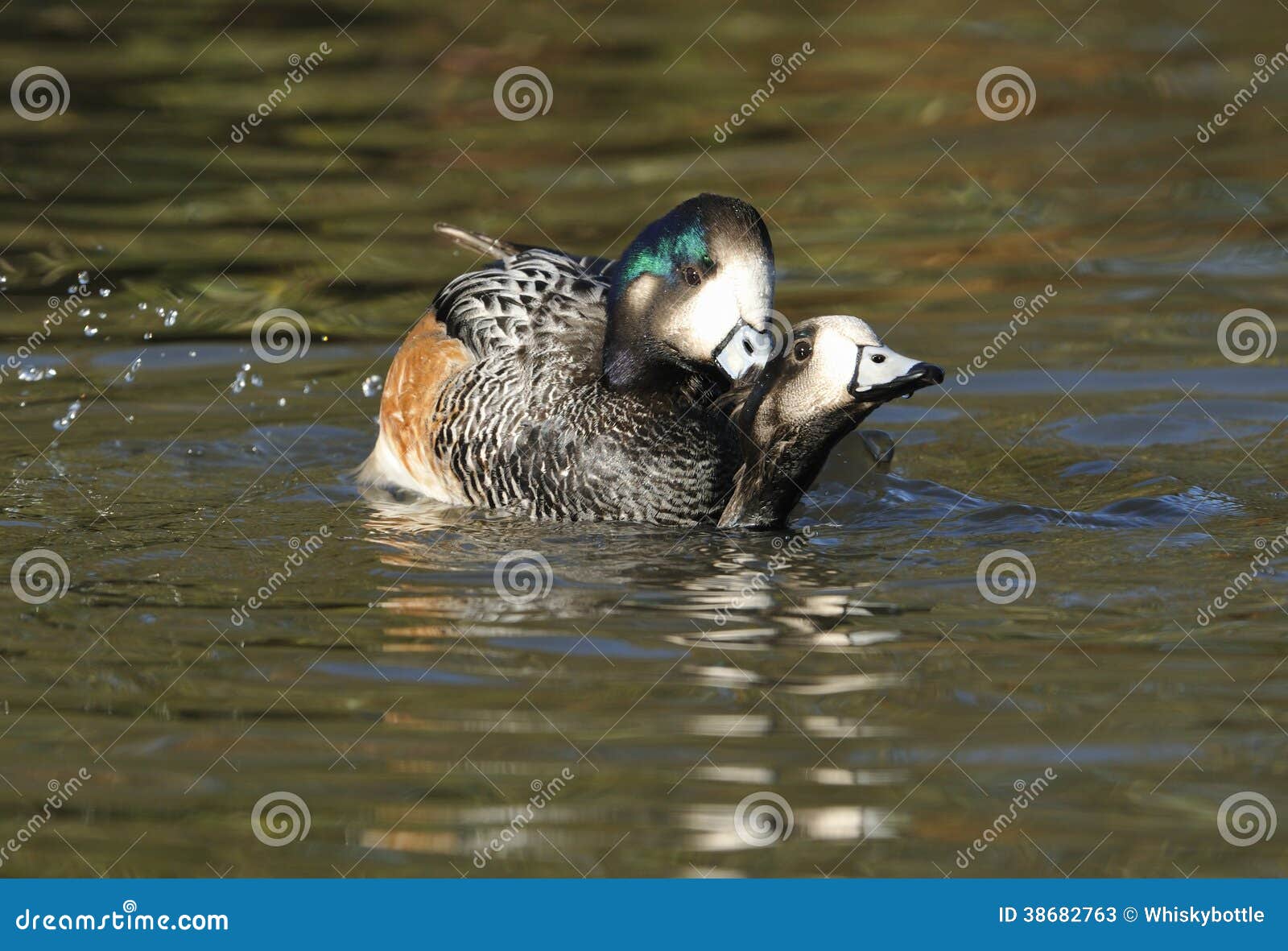 Accouplement De Canard Siffleur De Chiloe Image stock - Image du paire ...