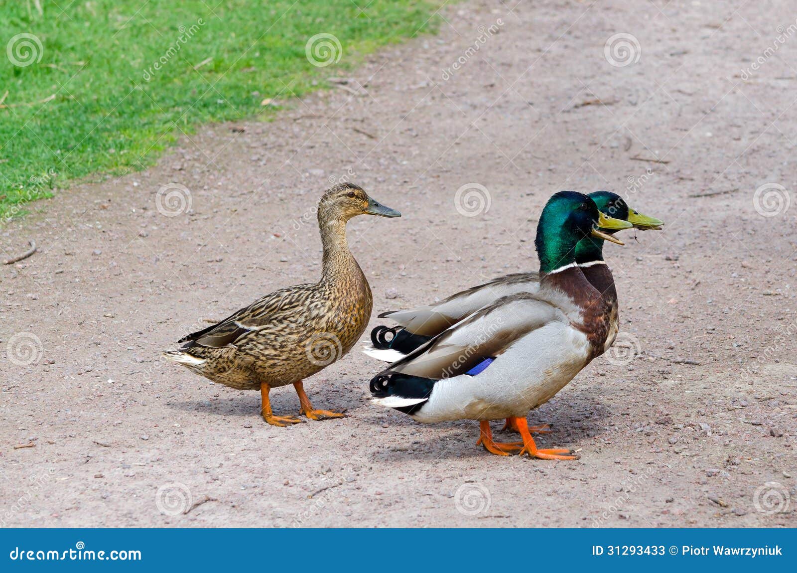 Accouplement de canards image stock. Image du verticale - 31293433