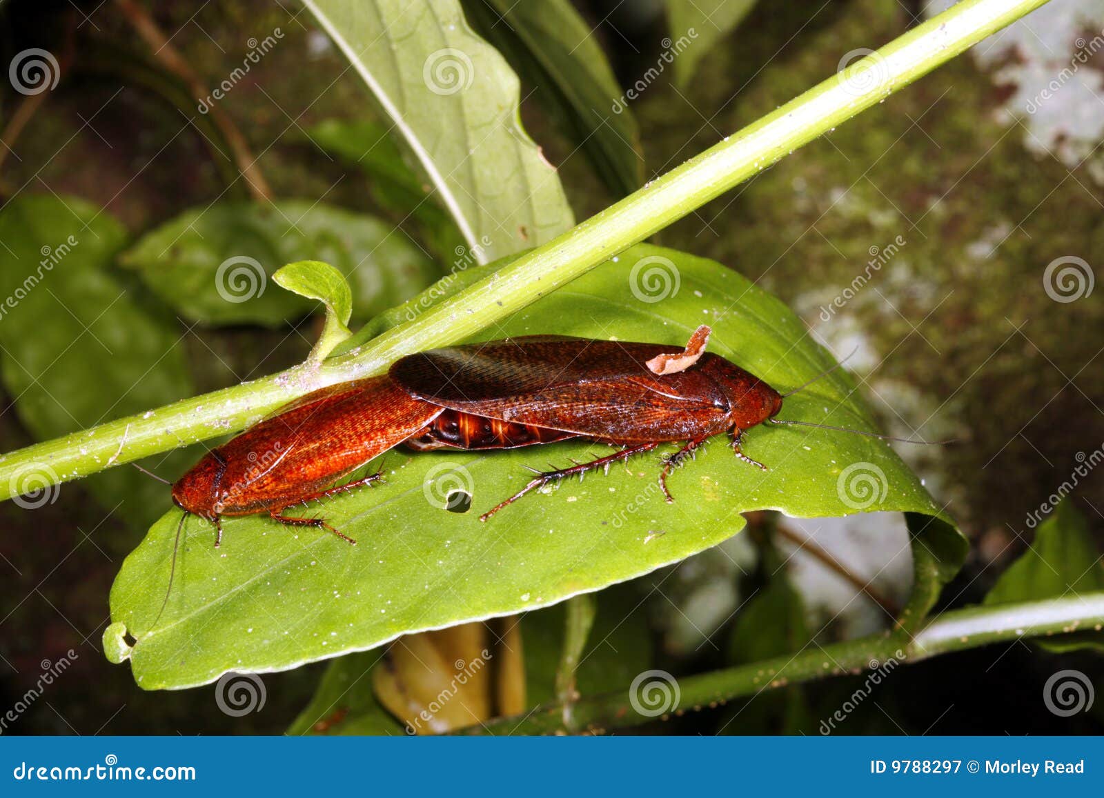 Accouplement de cancrelats image stock. Image du equateur - 9788297