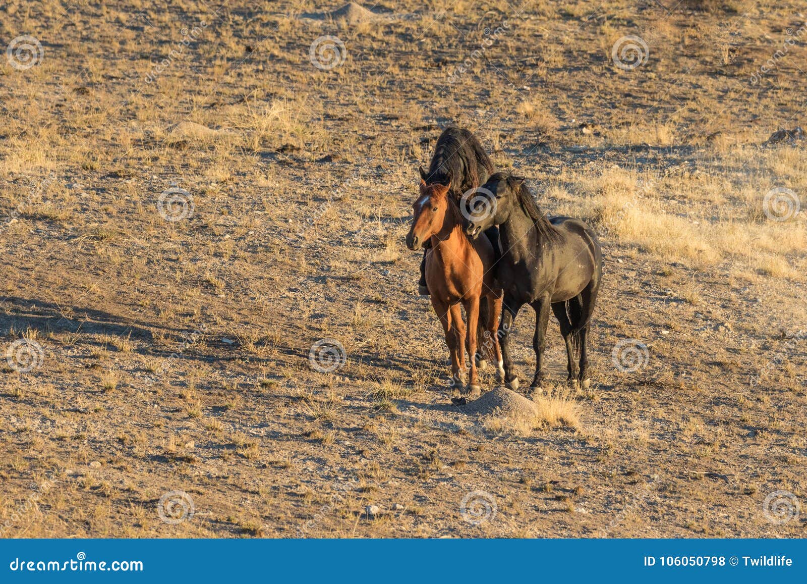 Accouplement De Chevaux Sauvages Photos libres de droits et gratuites ...