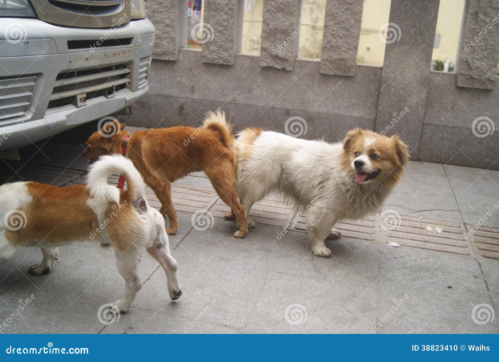Accouplement de chiens photo stock. Image du route, crabot - 38823410