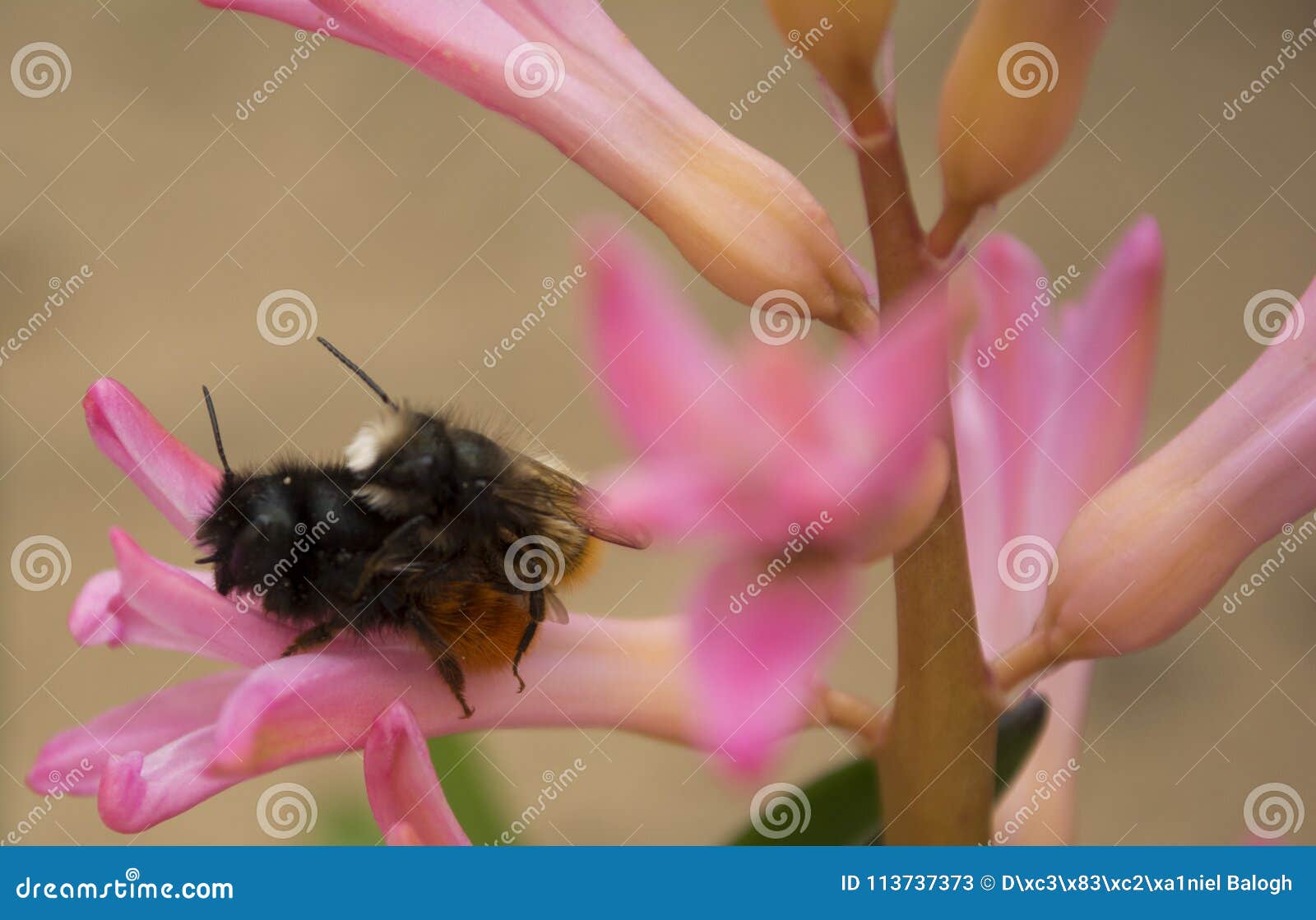 Accouplement De Cornuta De Mason Bees Osmia Image stock - Image du sain ...