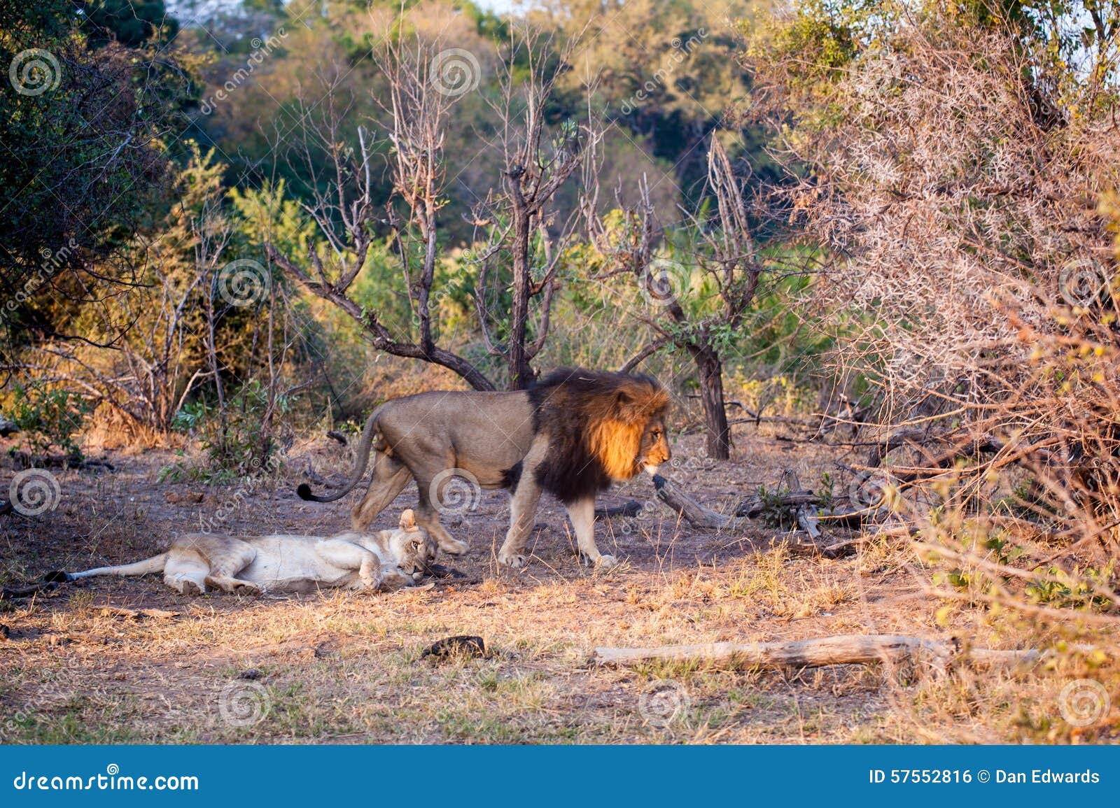 Accouplement De Deux Lions Photos Stock - Téléchargez 108 Photos libres ...