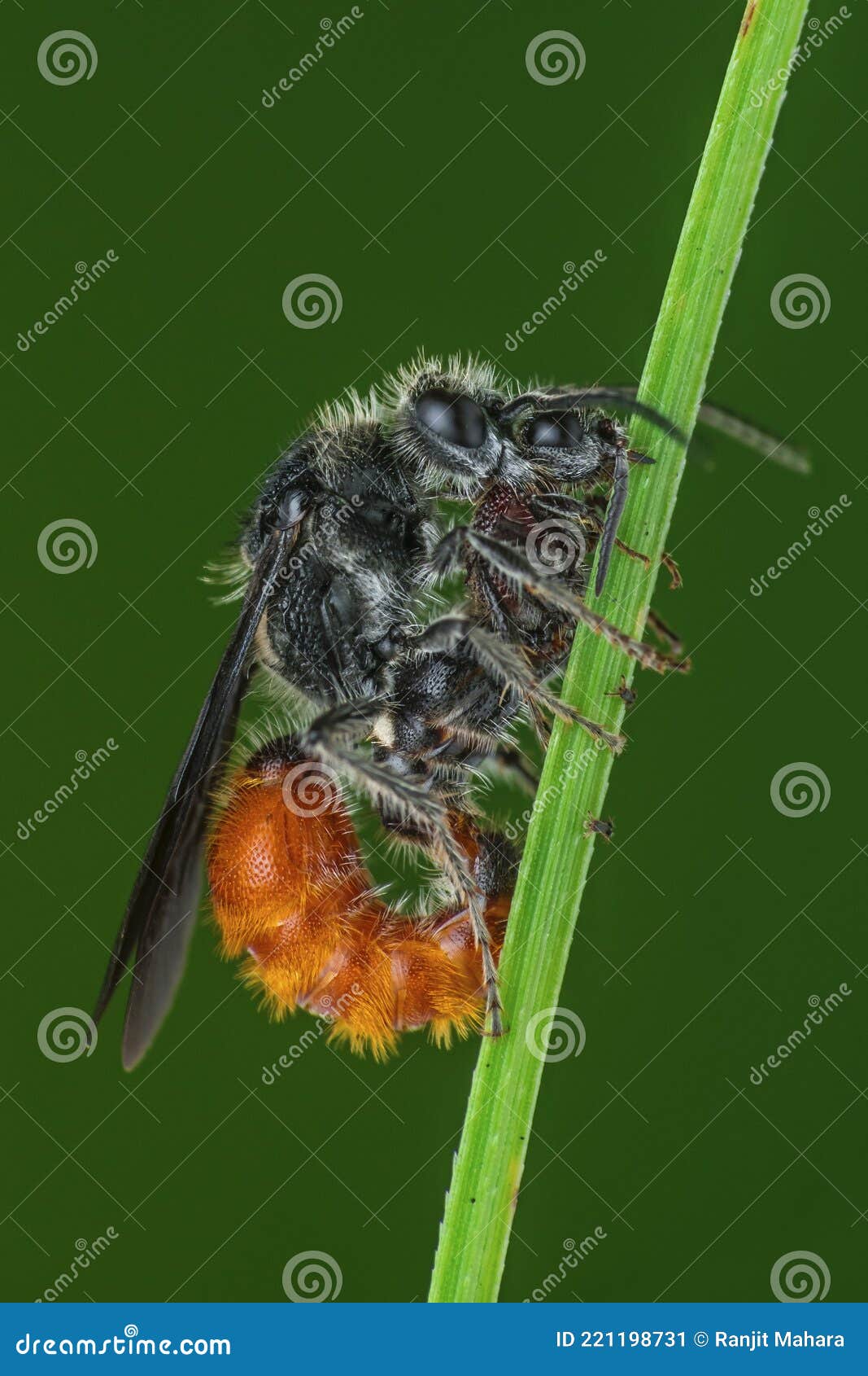 Accouplement De Fourmis De Velours Rouge. Image stock - Image du trame ...