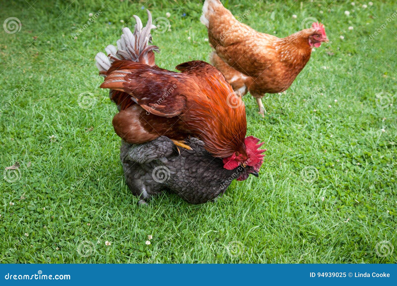 Accouplement de jeune coq image stock. Image du masculin - 94939025