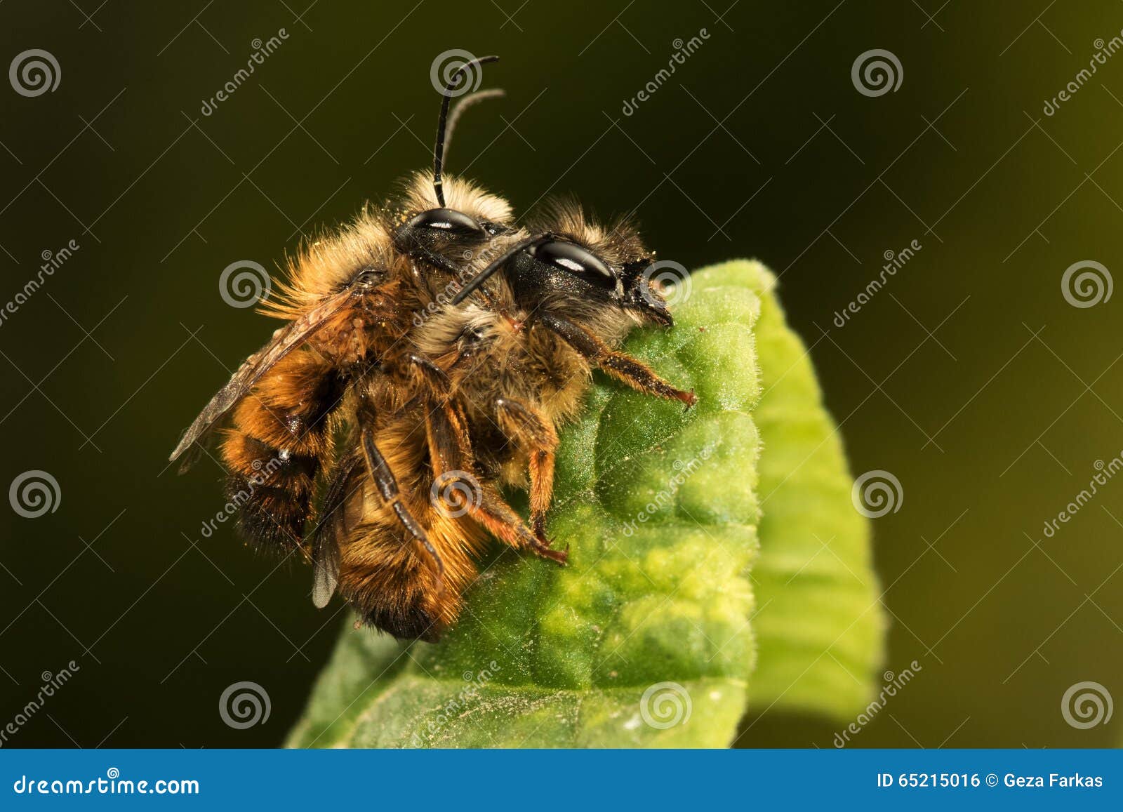 Accouplement De L'abeille Solitaire Photo stock - Image du femelle ...