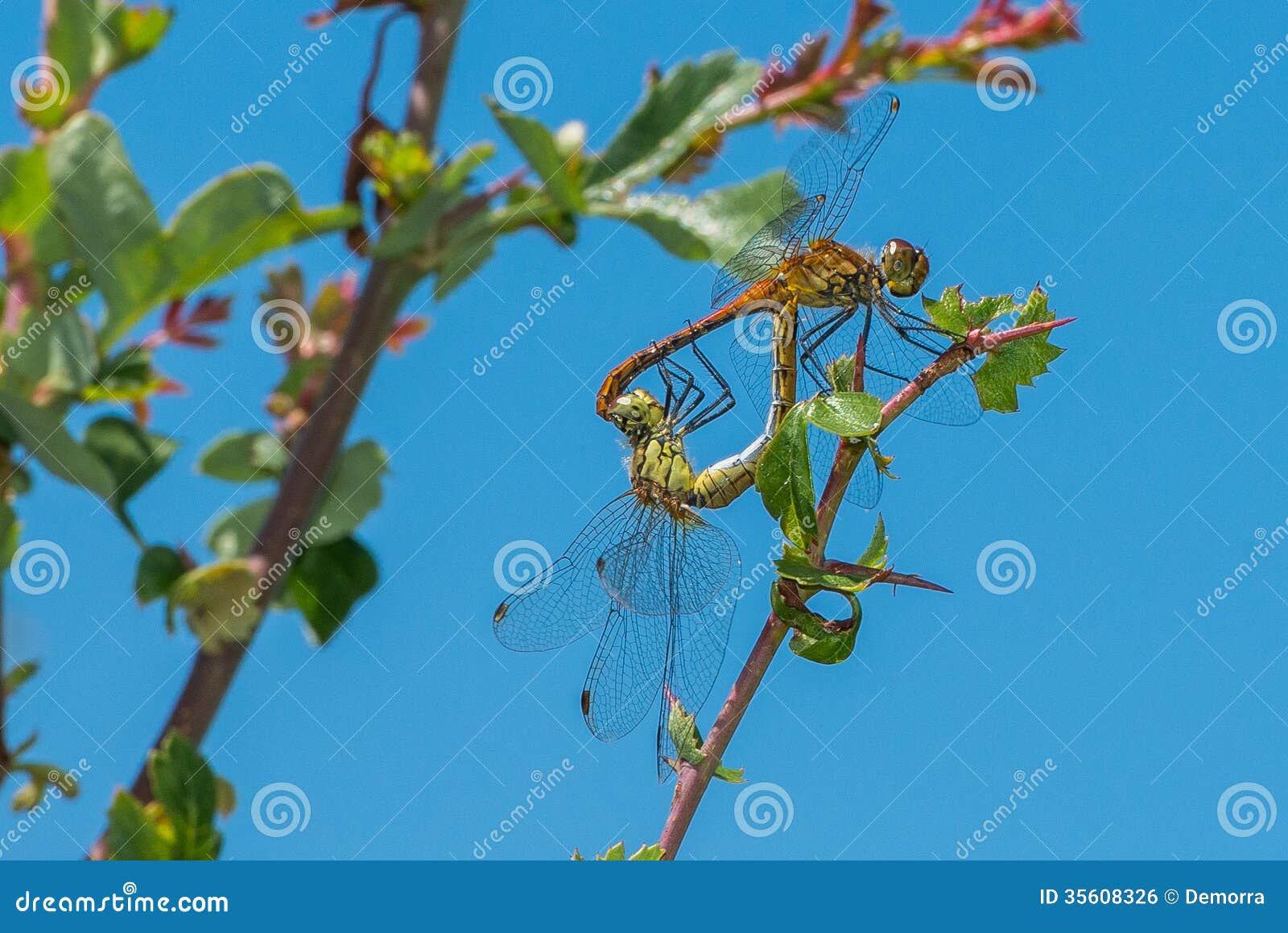 Accouplement de libellule photo stock. Image du insecte - 35608326