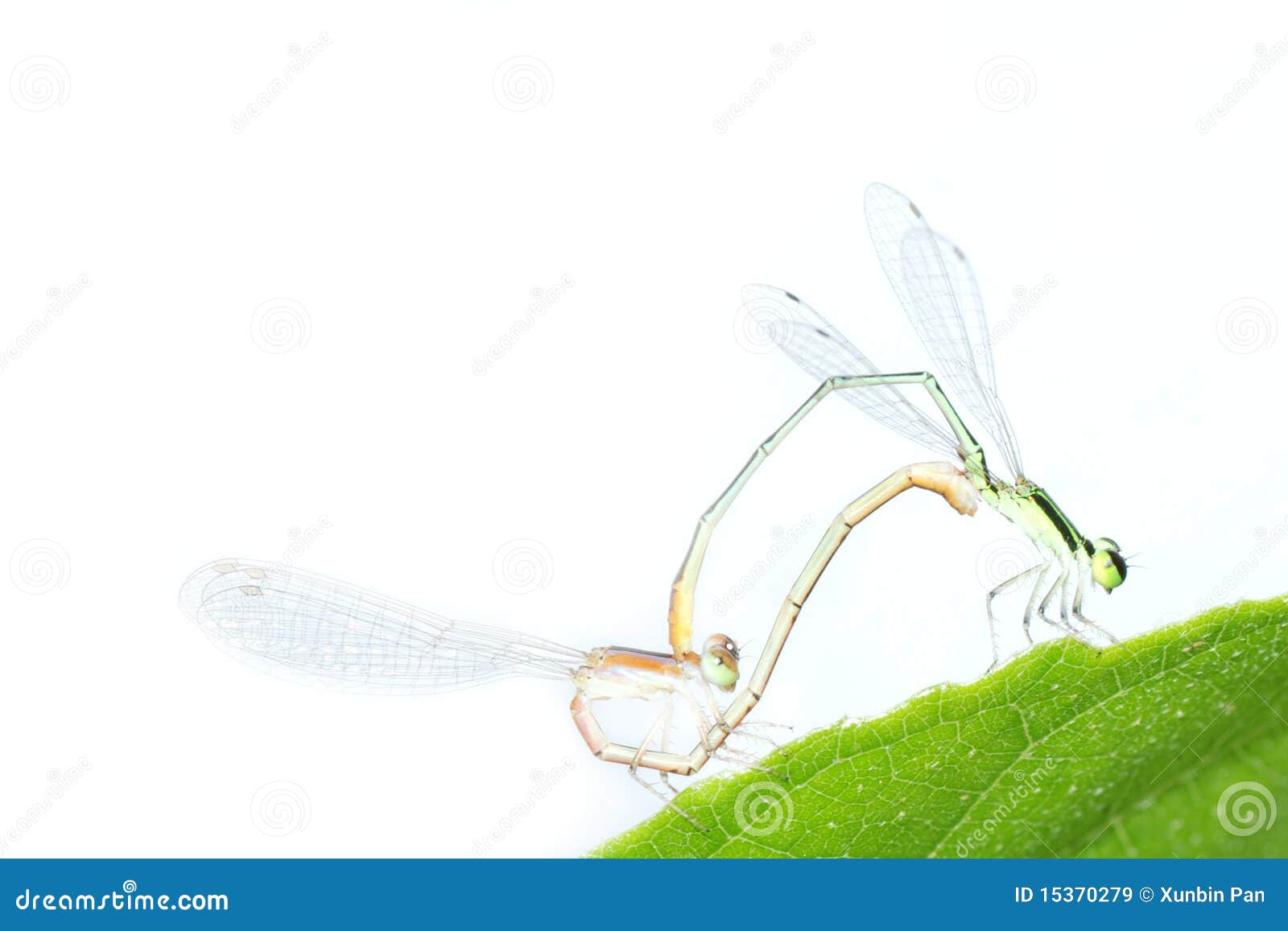 Accouplement De Libellule De Damselfly Image stock - Image du drôle ...