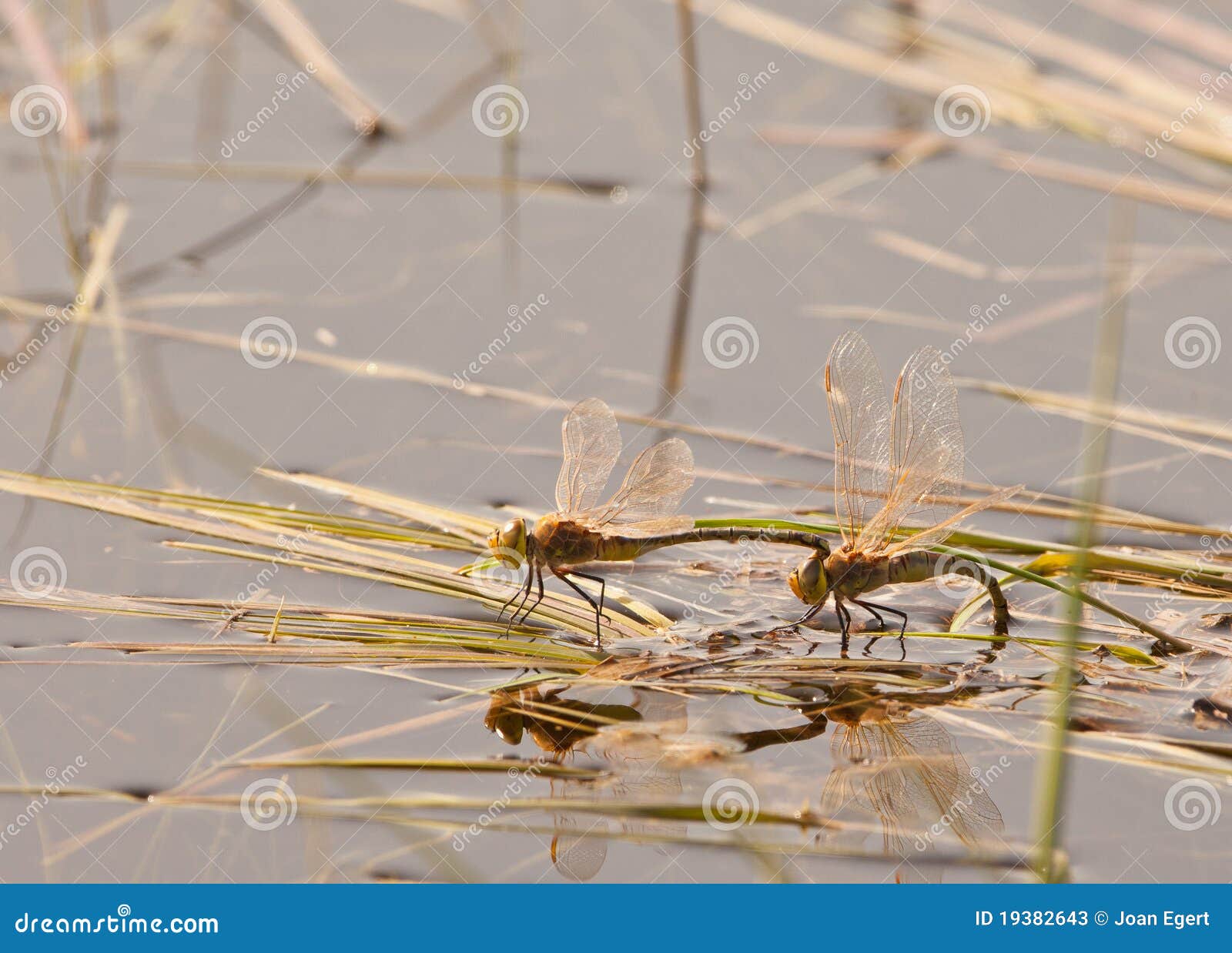 Accouplement de libellules image stock. Image du faune - 19382643