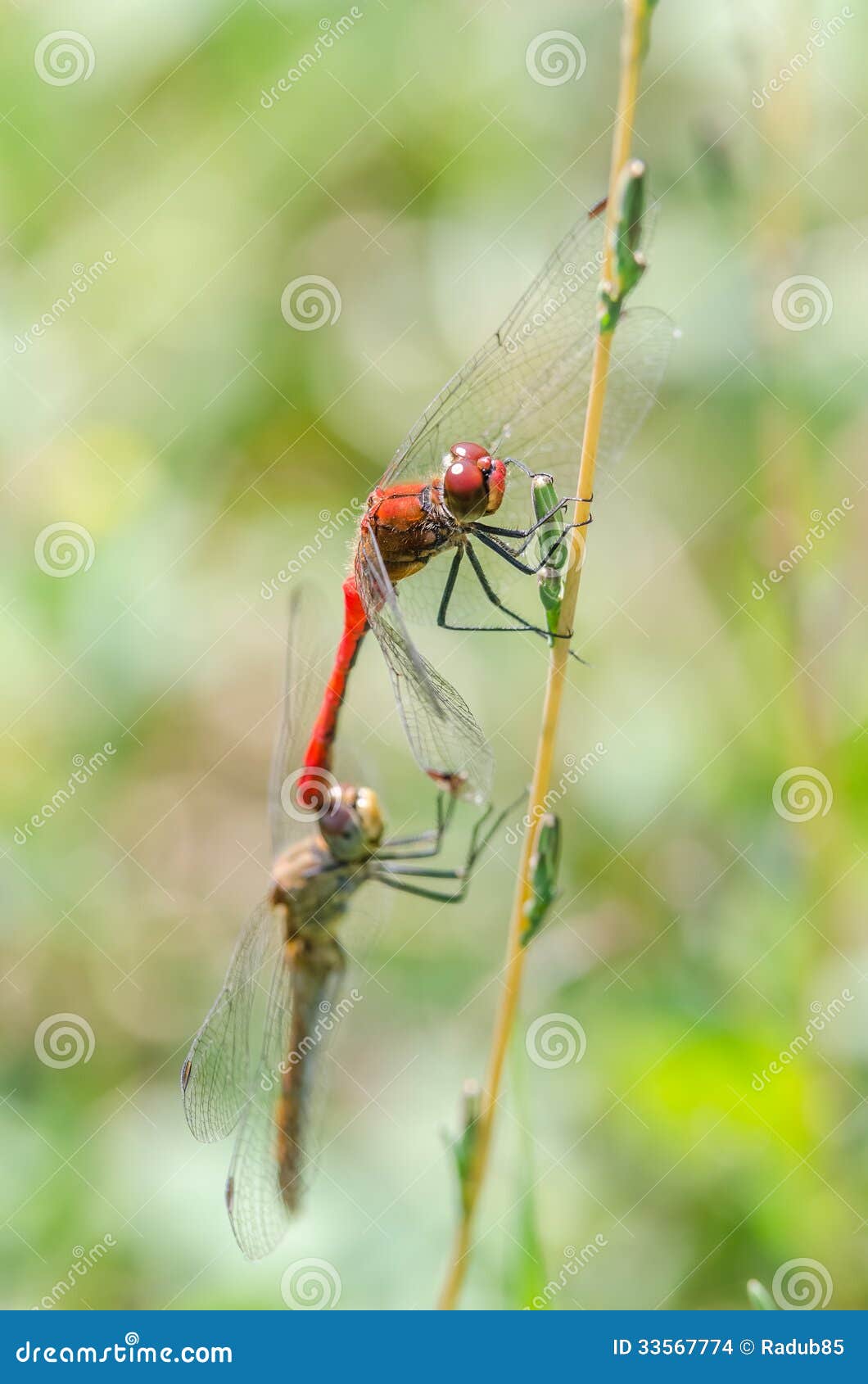 Accouplement de libellules photo stock. Image du fuselage - 33567774