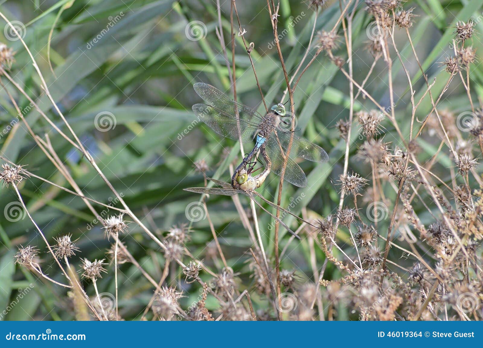 Accouplement de libellules photo stock. Image du photo - 46019364