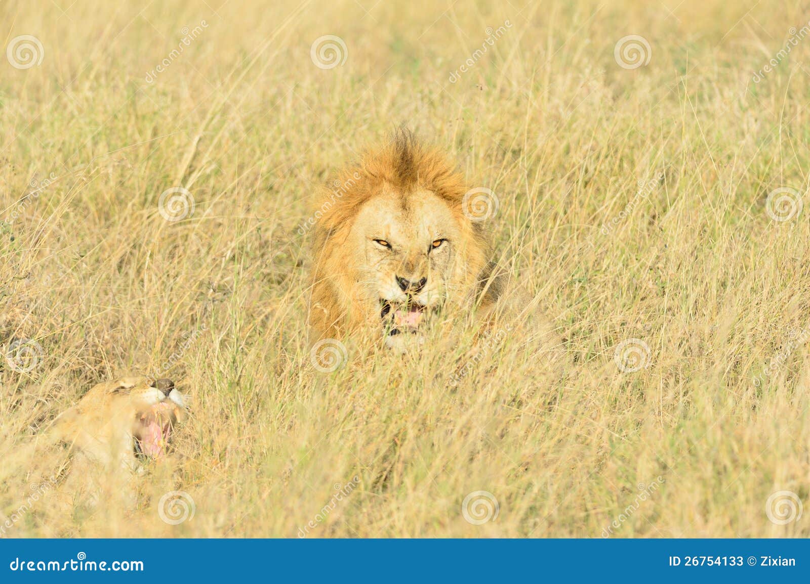 Accouplement de lions image stock. Image du amour, nature - 26754133