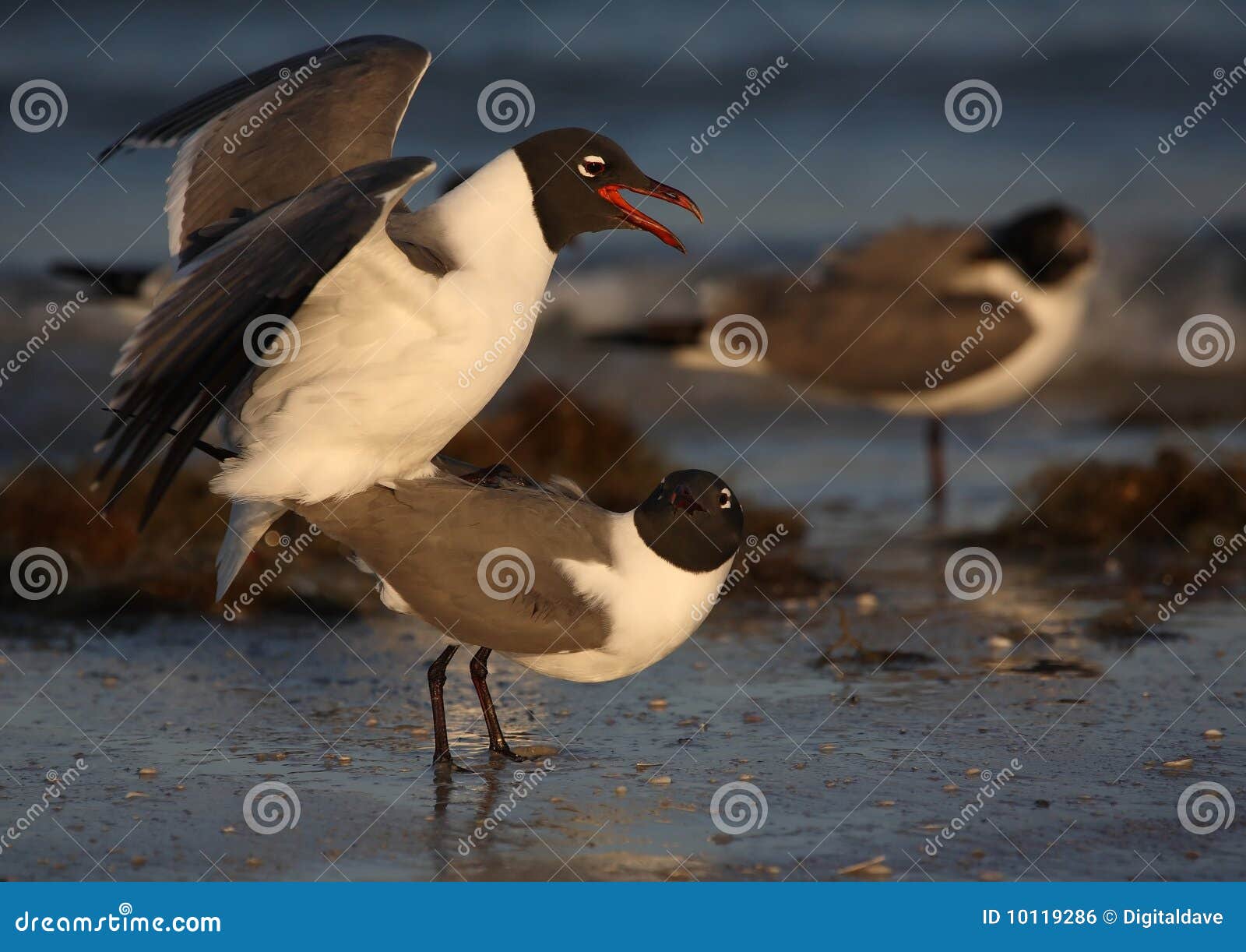 Accouplement de mouettes photo stock. Image of paire - 10119286