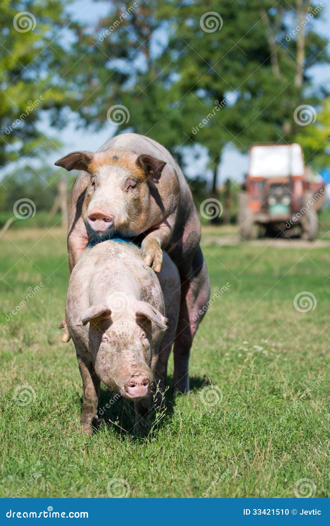 Accouplement de porcs photo stock. Image du grand, rapports - 33421510