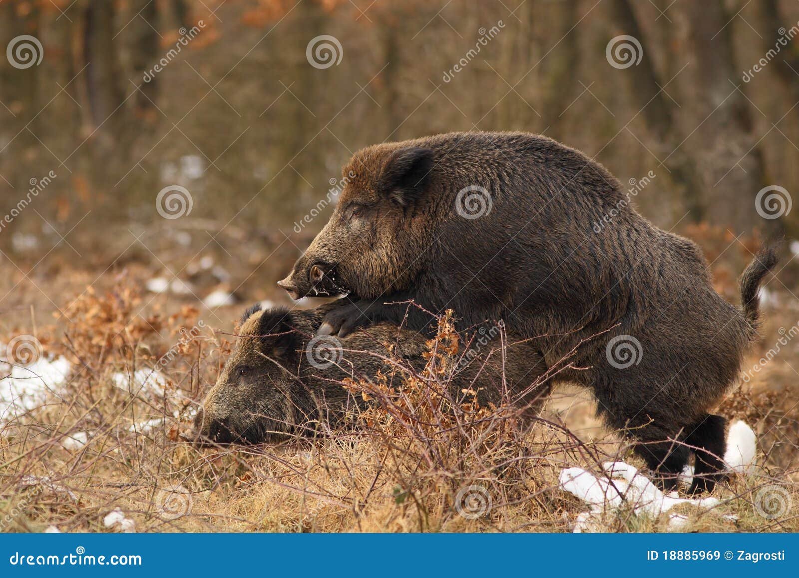 Accouplement de sanglier image stock. Image du lame, omnivores - 18885969