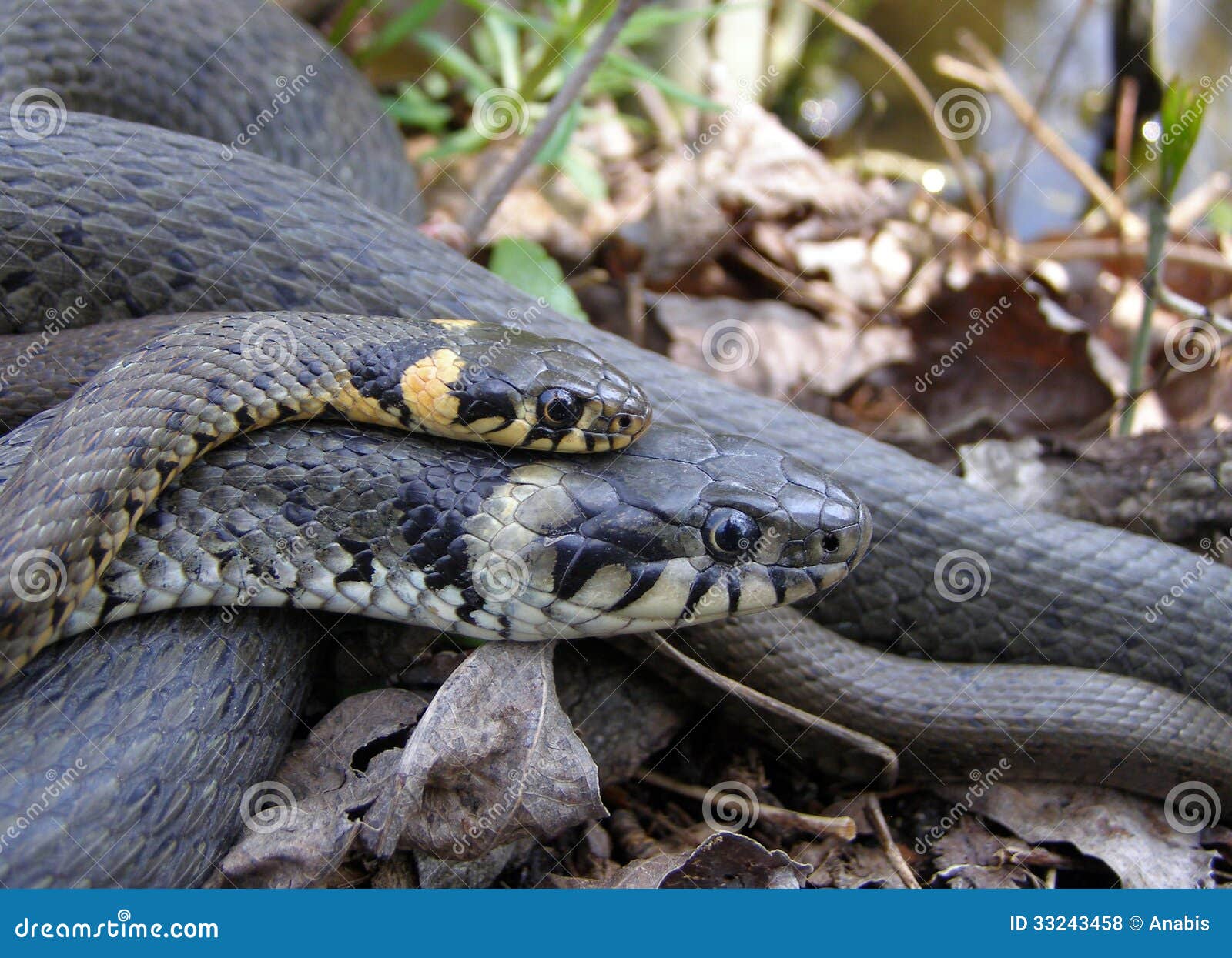 Accouplement De Serpents D'herbe. Photo stock - Image du faune, reptile ...