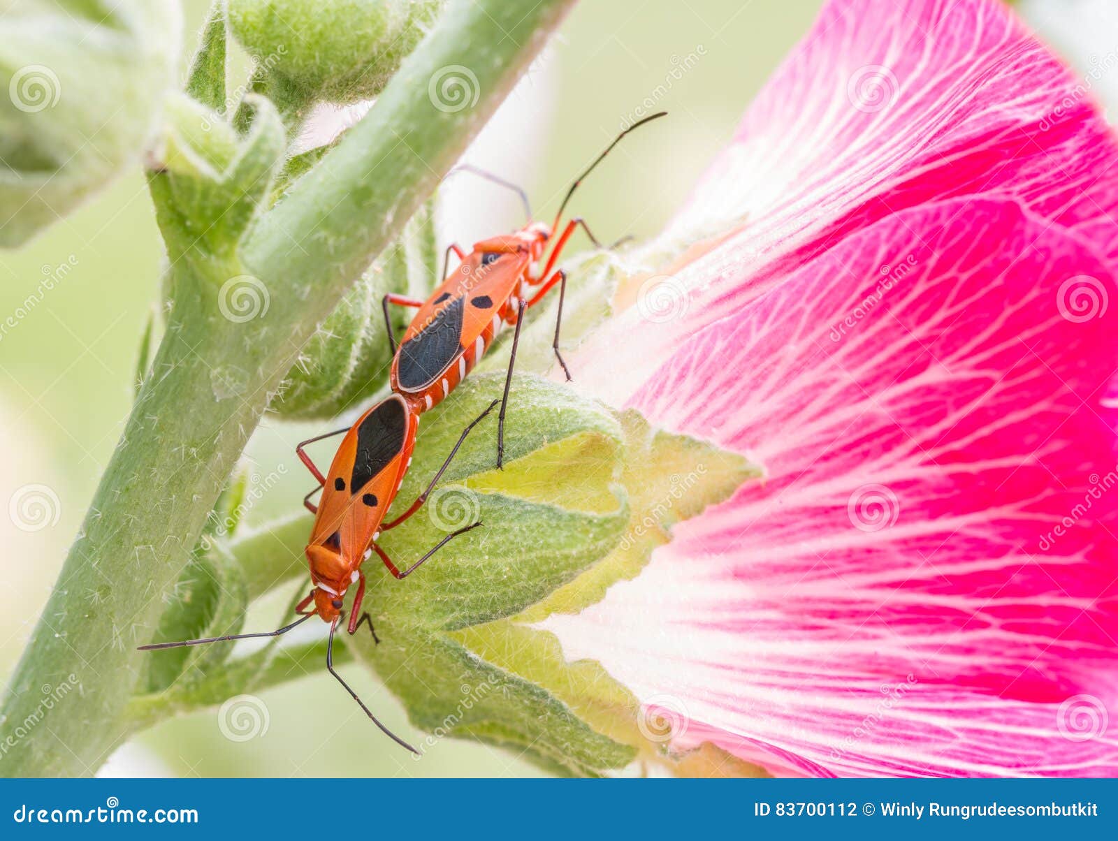 Accouplement Des Insectes ; Insecte Rouge De Coton, Cin De Dysdercus De ...