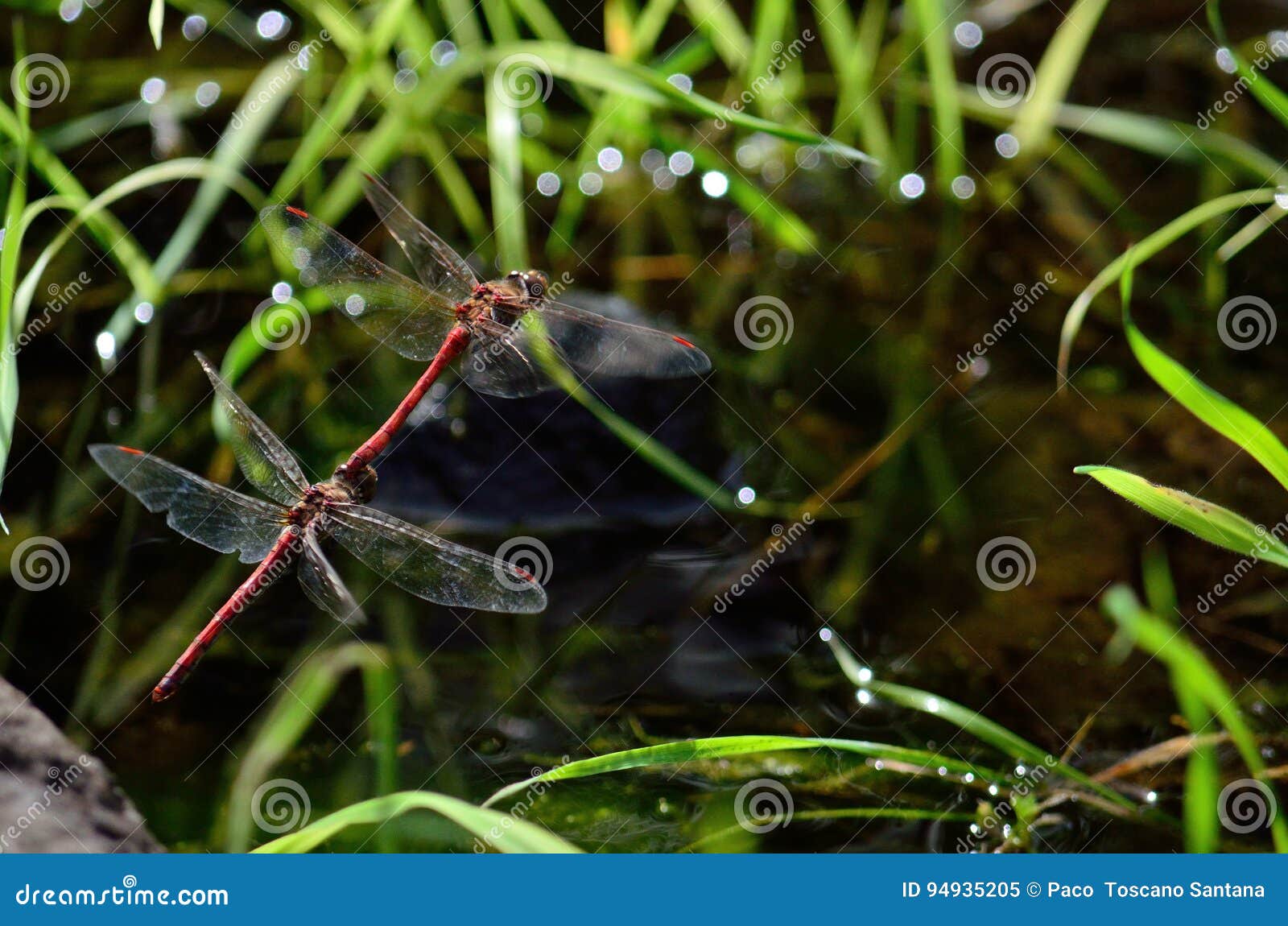 Accouplement Des Libellules Rouges Image stock - Image du biologique ...