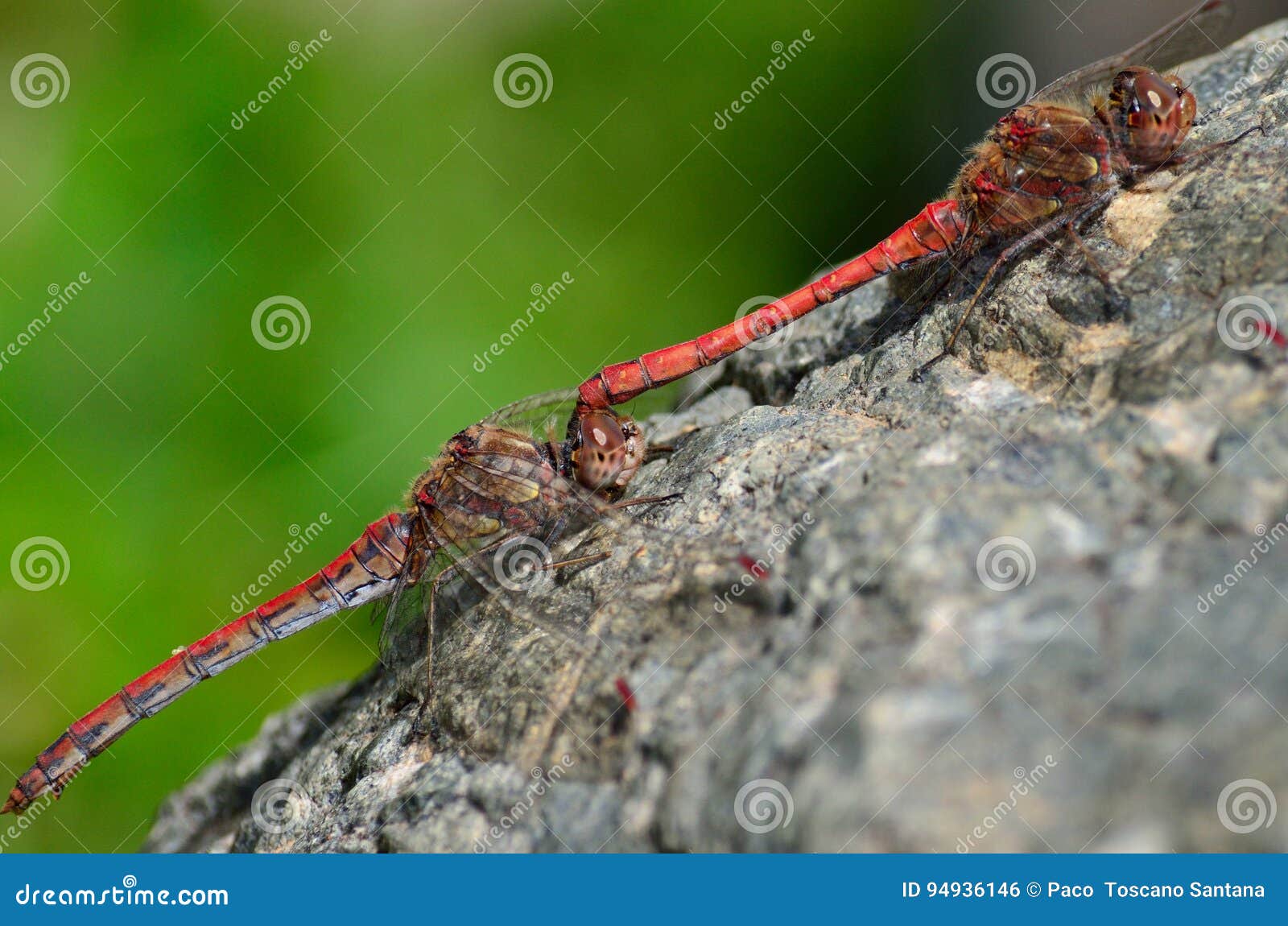 Accouplement Des Libellules Rouges Photo stock - Image du ambiant ...