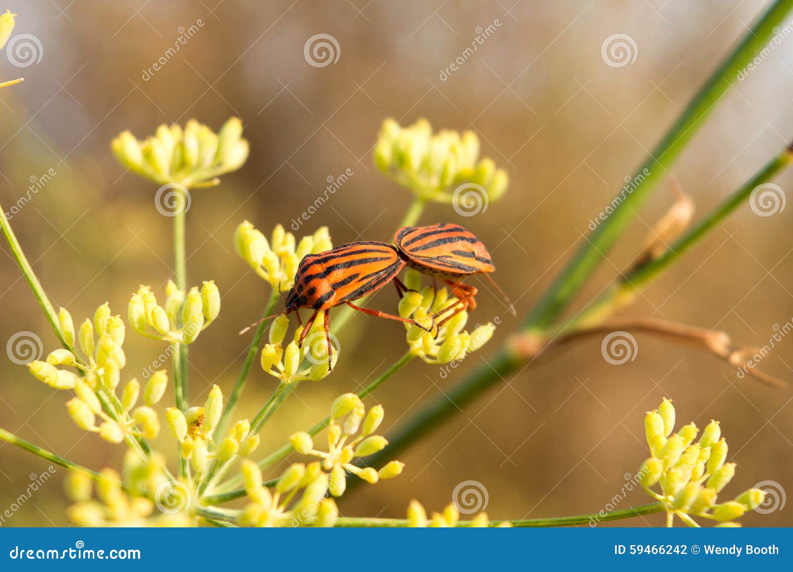 Accouplement Rouge Et Noir D'insectes De Bouclier Photo stock - Image ...