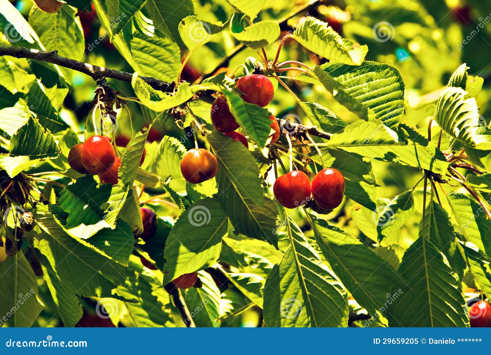 Accrocher De Cerises D'une Branche D'arbre. Image stock - Image du vert ...