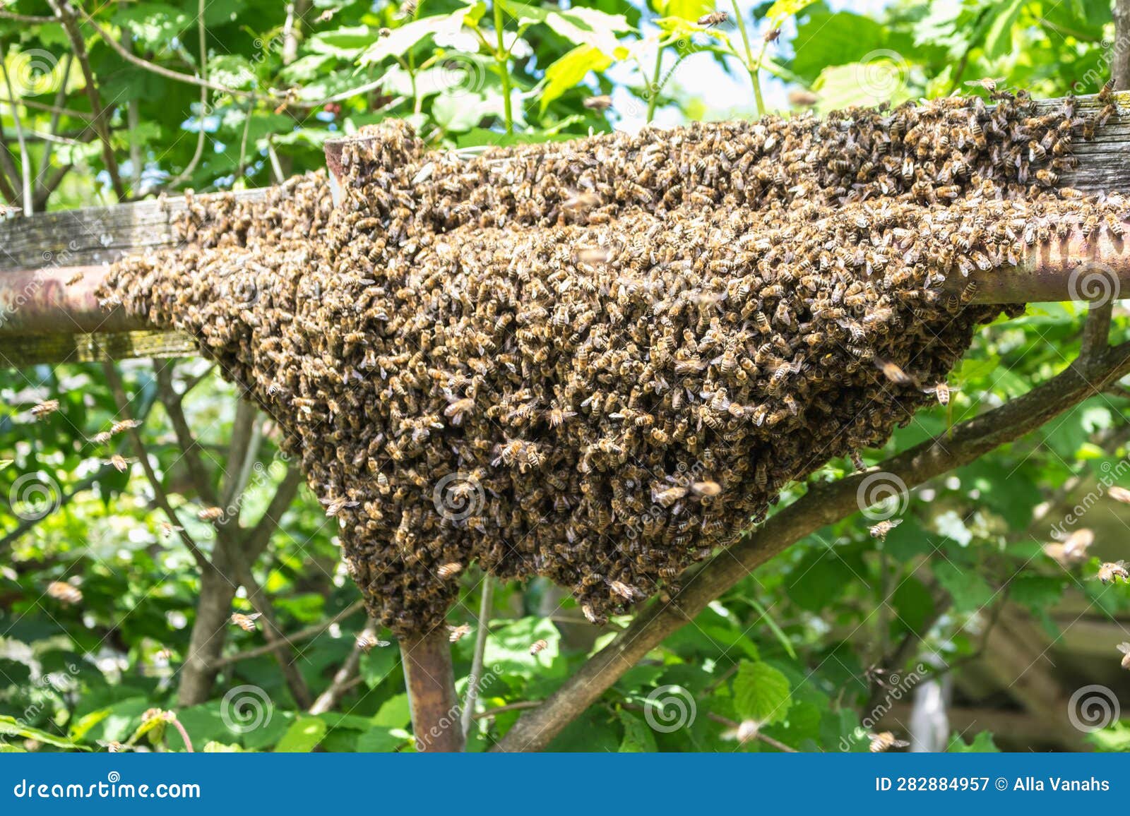 Bees on a branch stock image. Image of wings, branch - 282884957