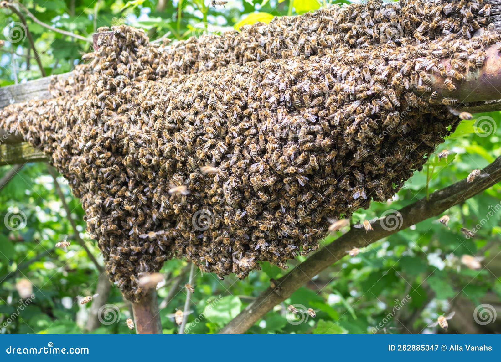 Bees on a branch stock image. Image of wildlife, worker - 282885047