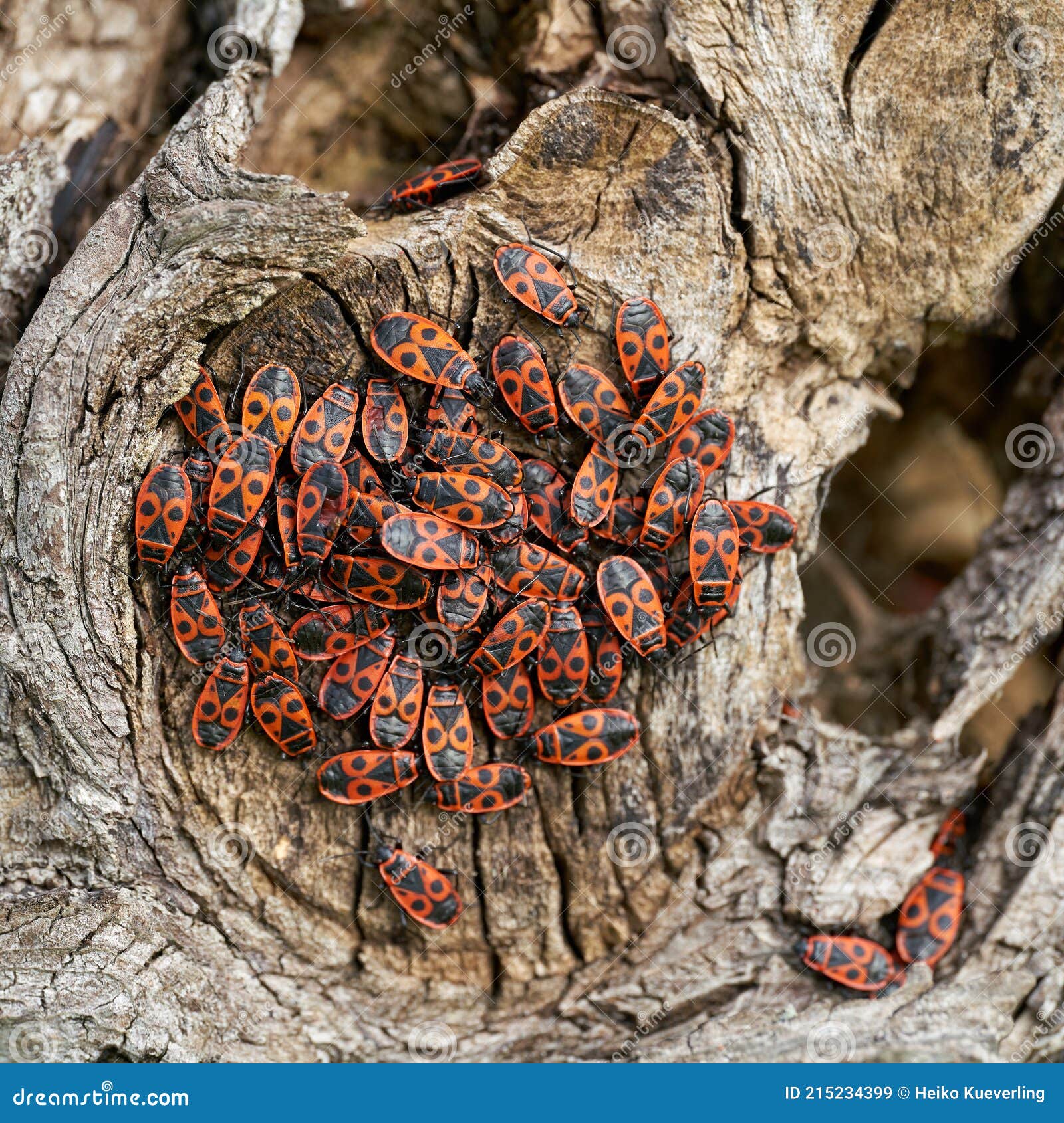 Accumulation of Fire Bugs Pyrrhocoris Apterus Stock Image - Image of ...