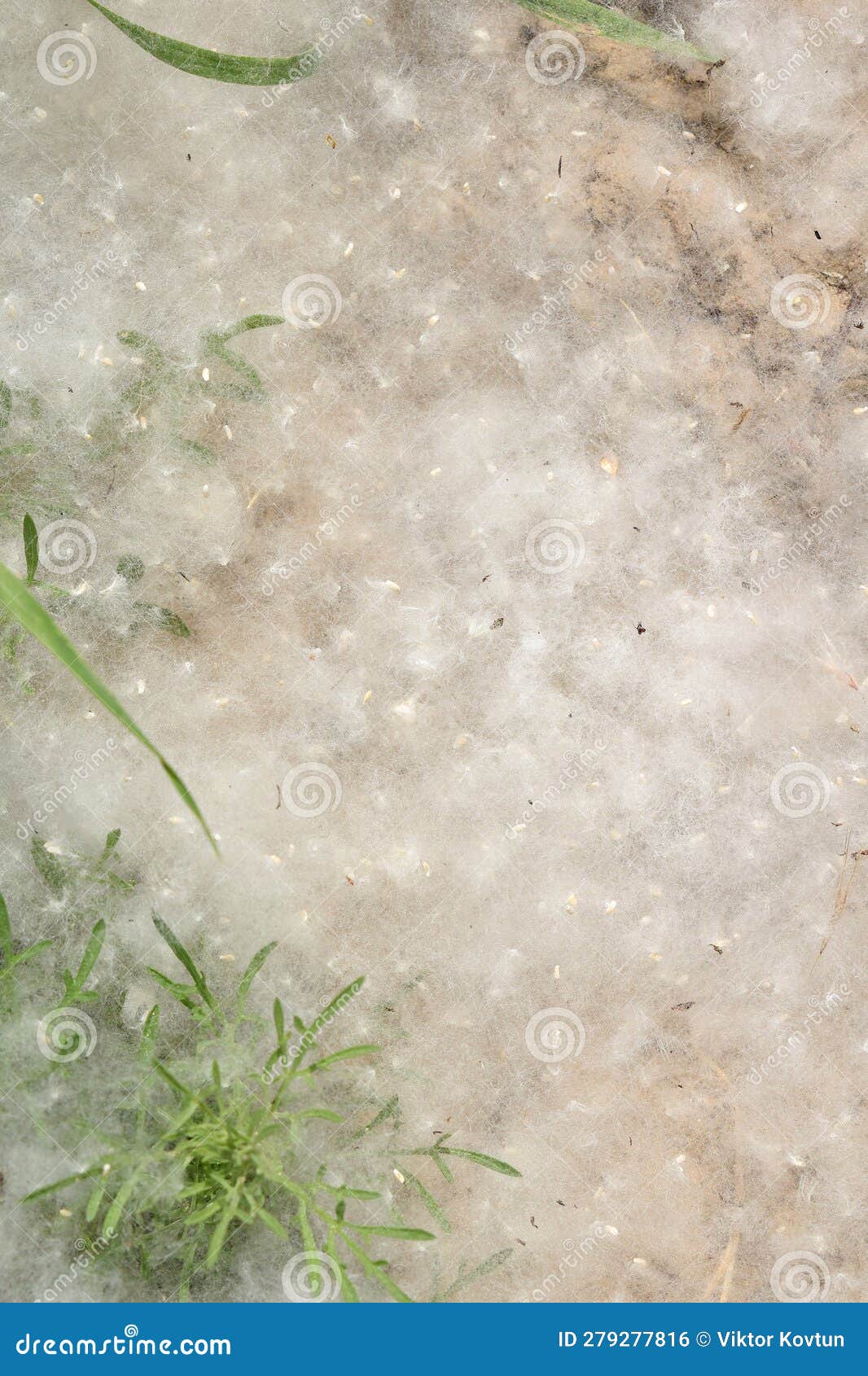 Accumulation of Poplar Fluff Close-up Stock Photo - Image of cover ...