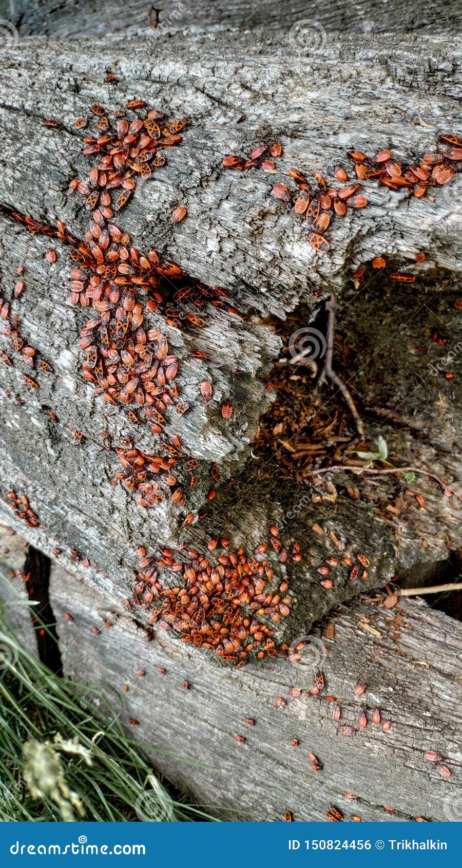 Accumulation of Young Red Bed Bugs Soldier Pyrrhocoris Apterus Sitting ...