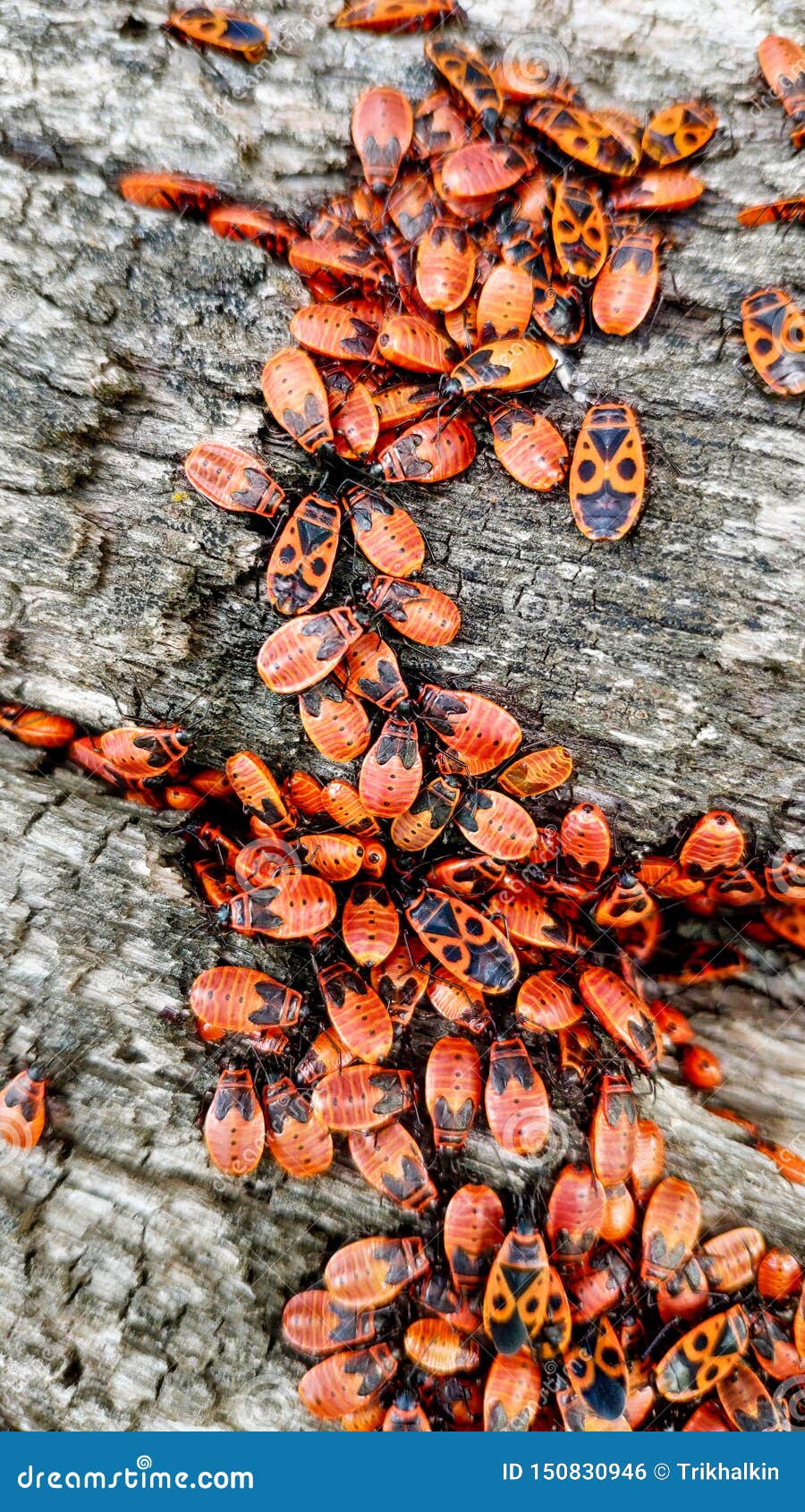 Accumulation of Young Red Bed Bugs Soldier Pyrrhocoris Apterus Sitting ...