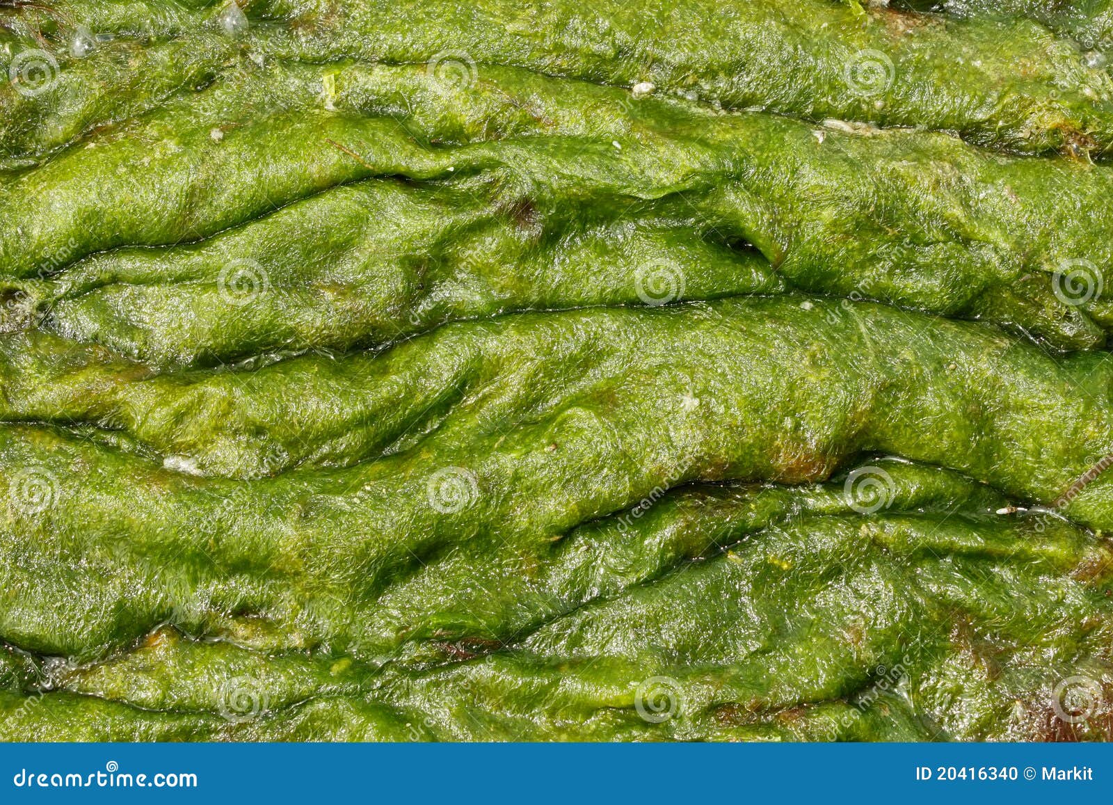 Accumulazione Delle Alghe Verdi Fotografia Stock - Immagine di saturato ...