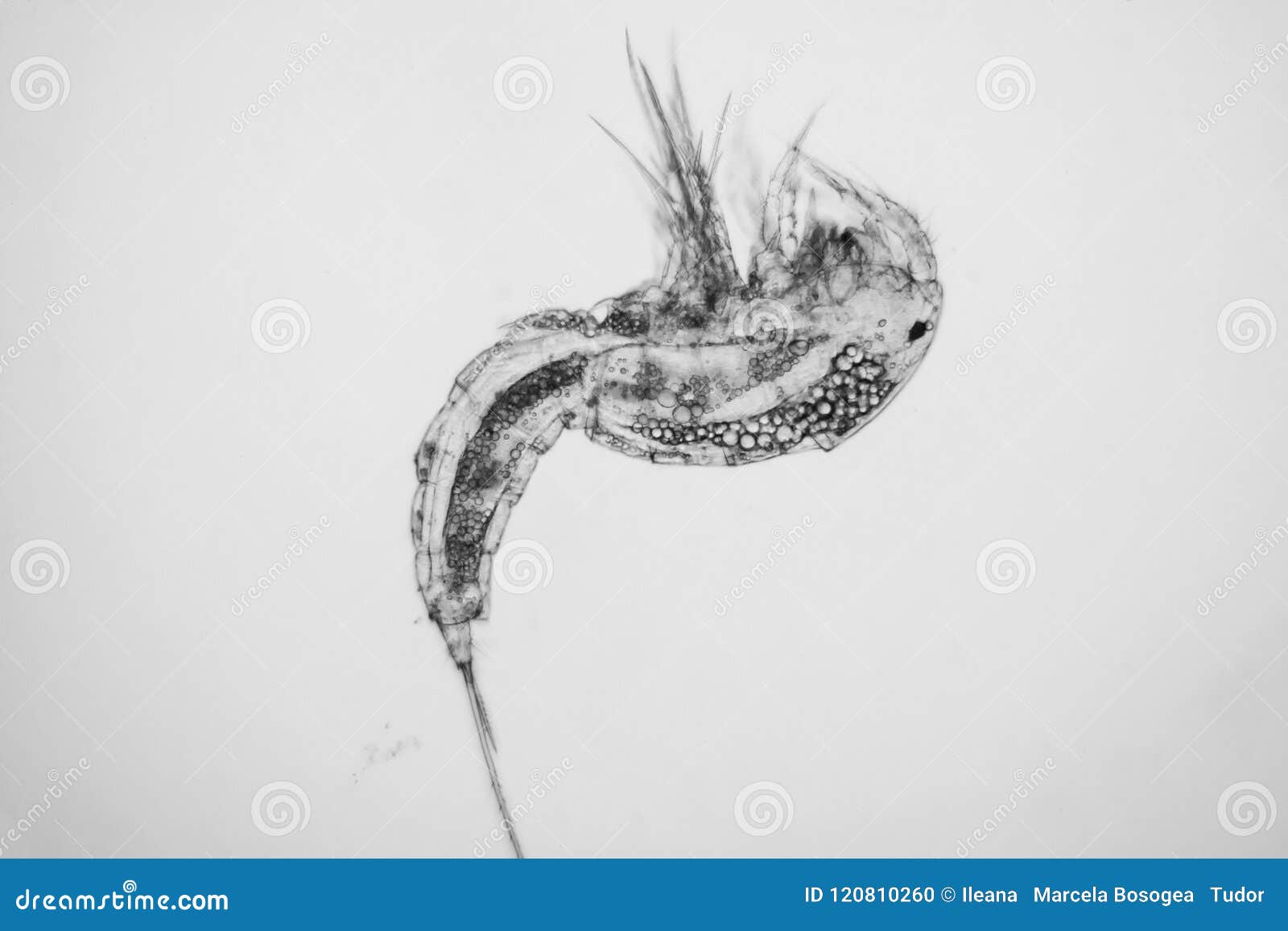 Accumulez Le Plancton Et Les Algues De L'eau Au Microscope Copepod ...